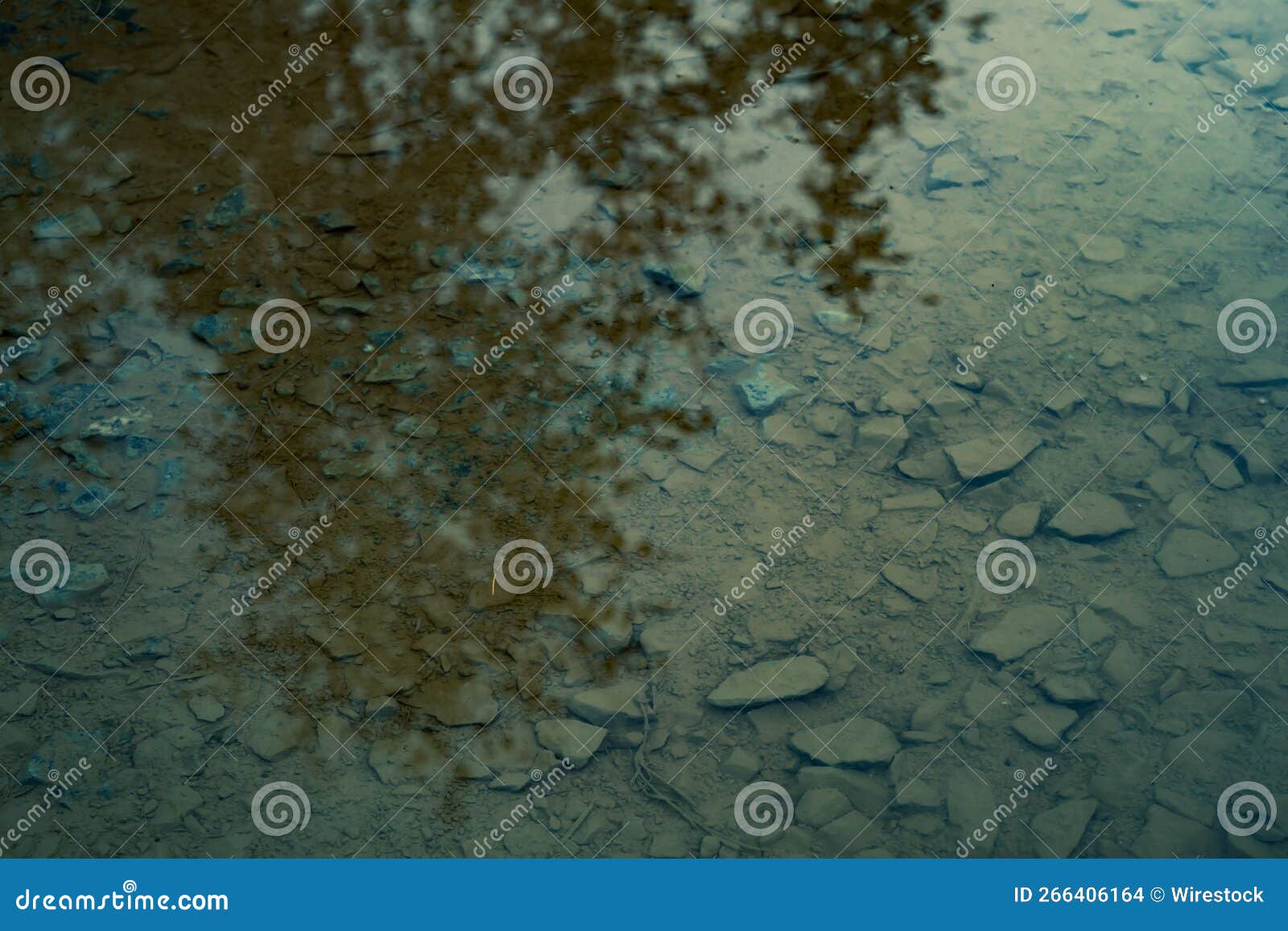 Image of the Shadow of Tree on the Rocky and Dusty Ground. Stock Photo ...