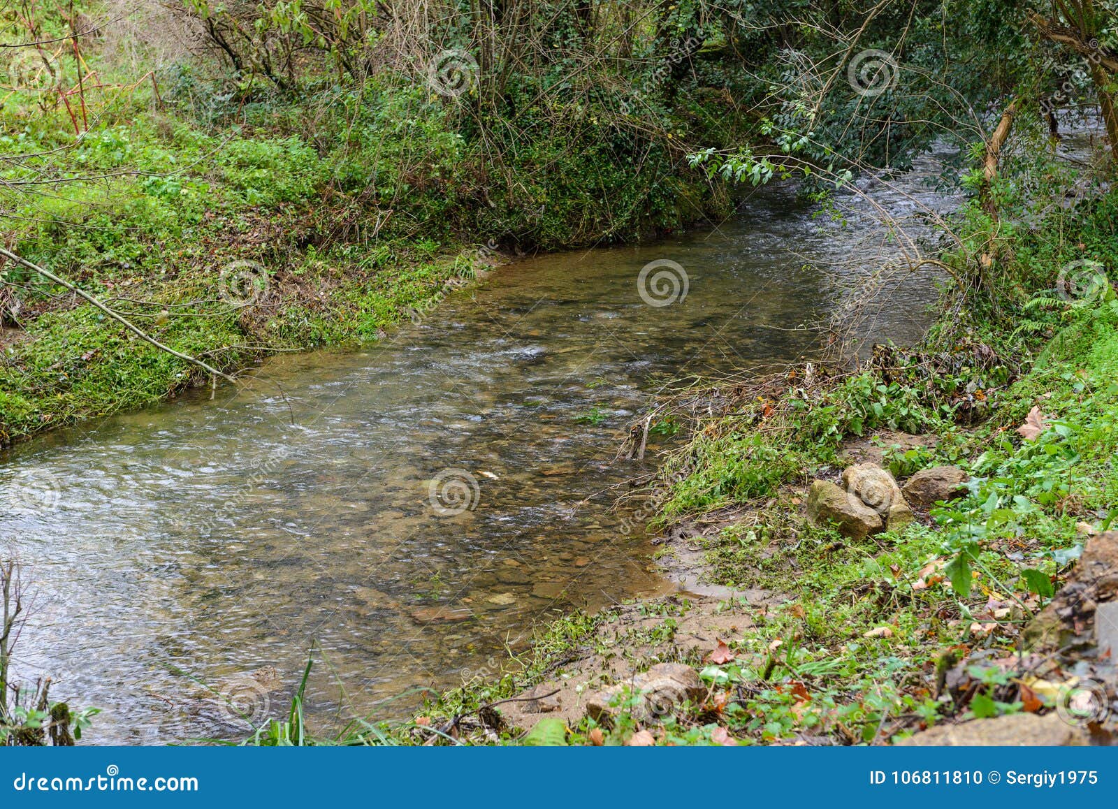 Shallow Stream in the Forest Stock Photo - Image of beauty, leaf: 106811810