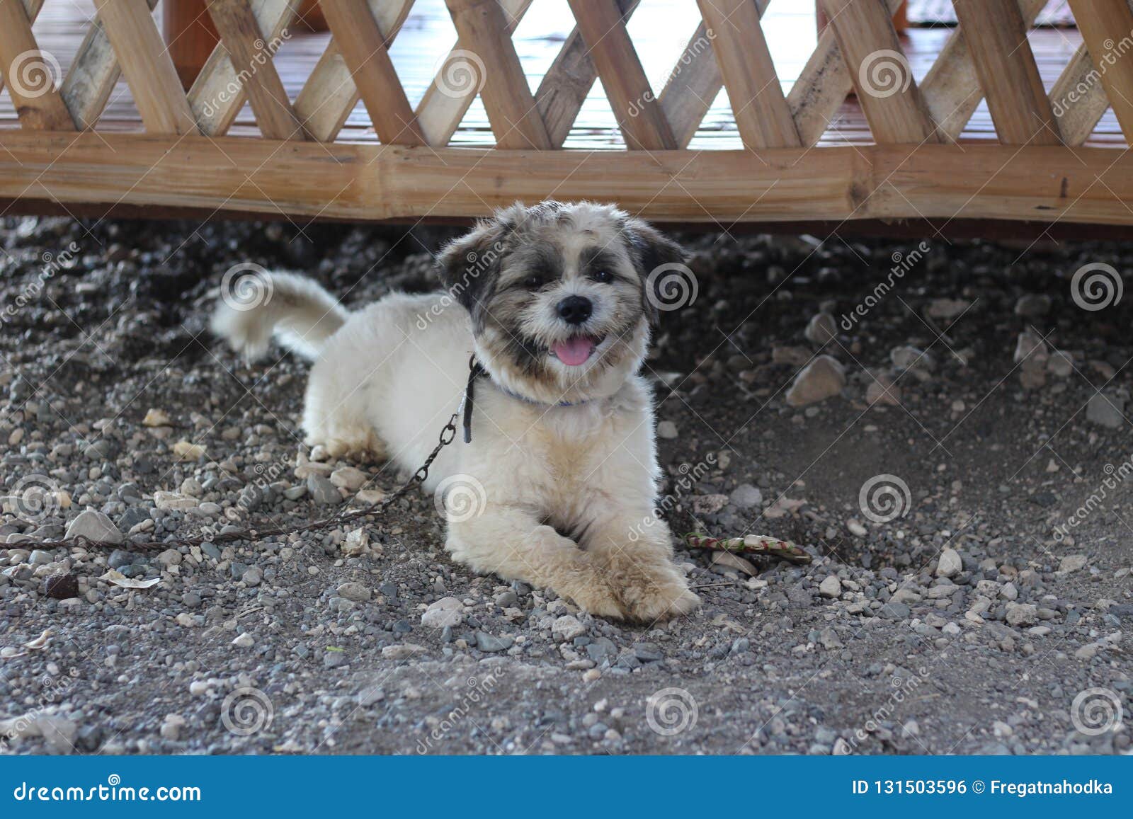 Cute Dog Shitsu Breed in the Yard Stock Photo - Image of cute, yard ...
