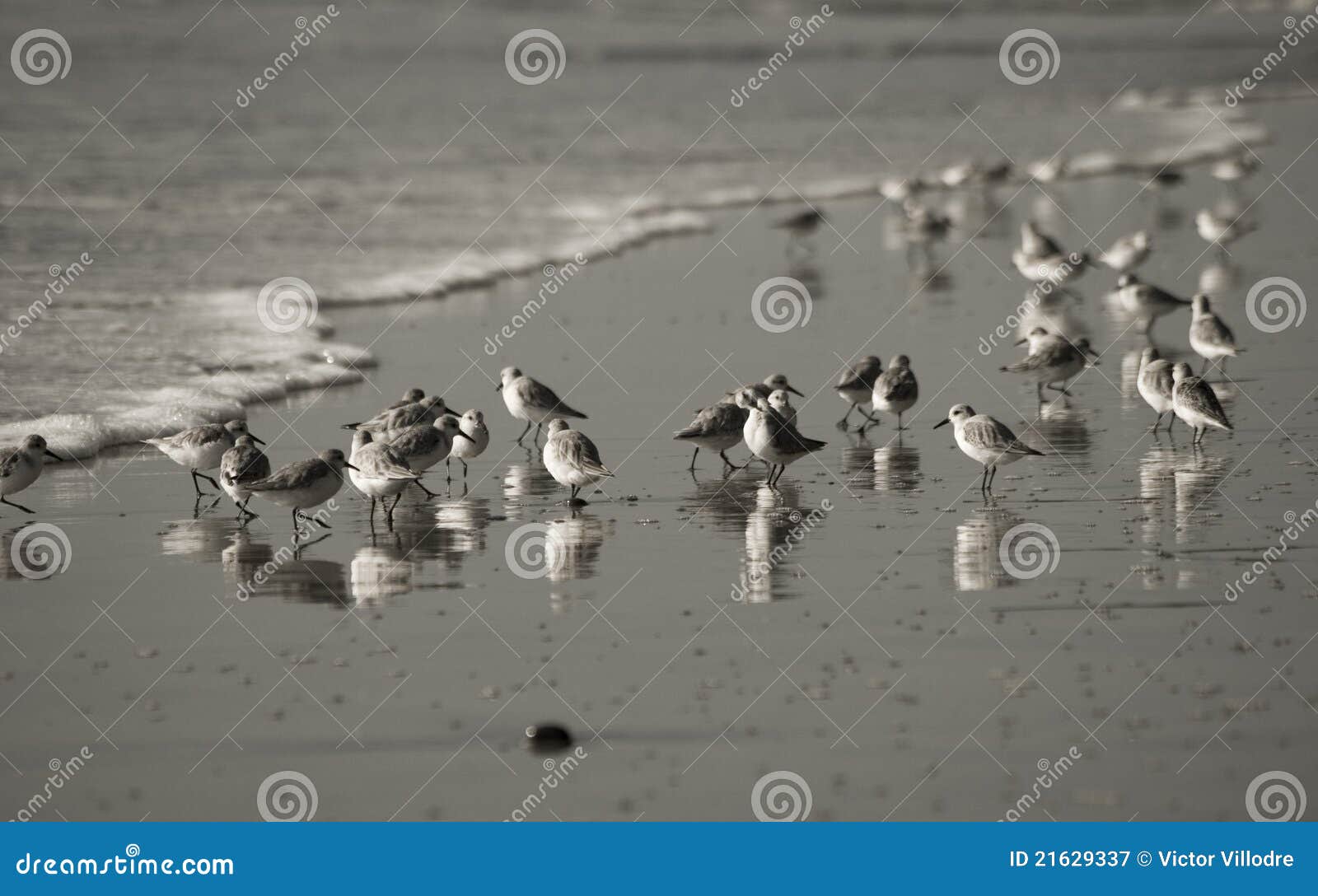 Image of Shorebirds during Low Tide Stock Image - Image of bird, animal ...