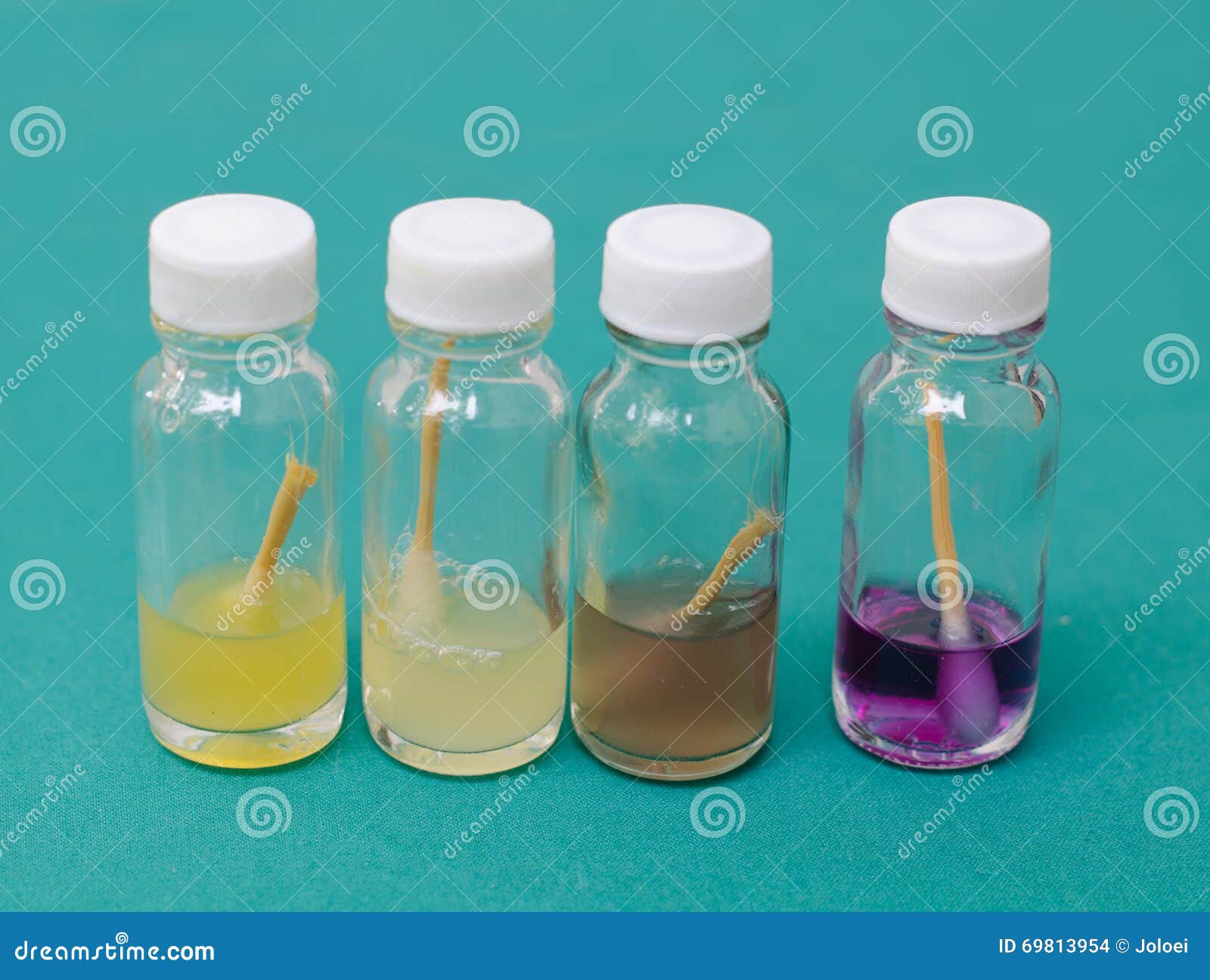 Coliform Bacteria Royalty-Free Stock Photography | CartoonDealer.com ...