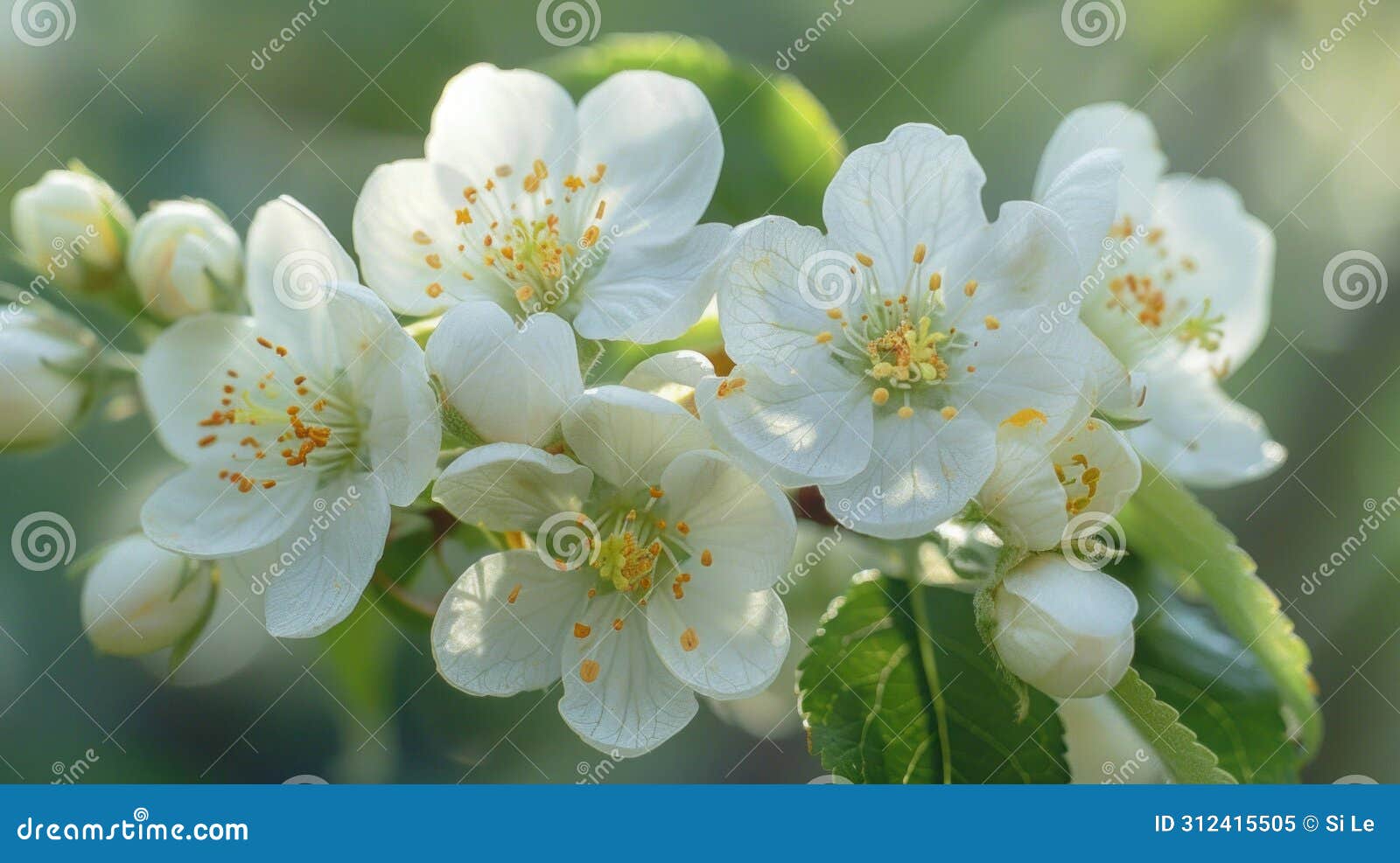 Flowering Crabapple Tree Blossom In Springtime Garden Stock Photo ...