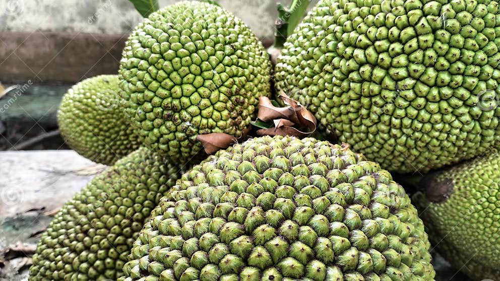 This Image Showcases a Close-up View of a Jackfruit Hanging from a Tree ...