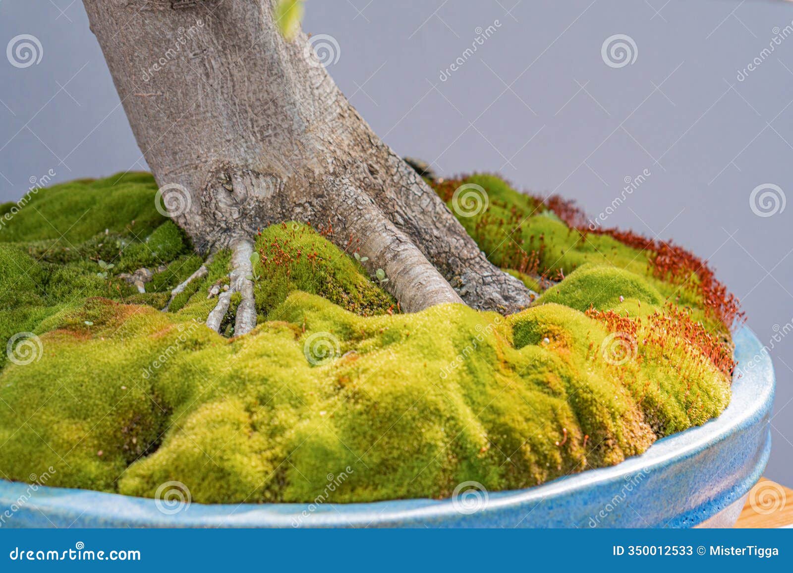 Image Showcases a Container with a Pulled Tree Root System, Set on ...