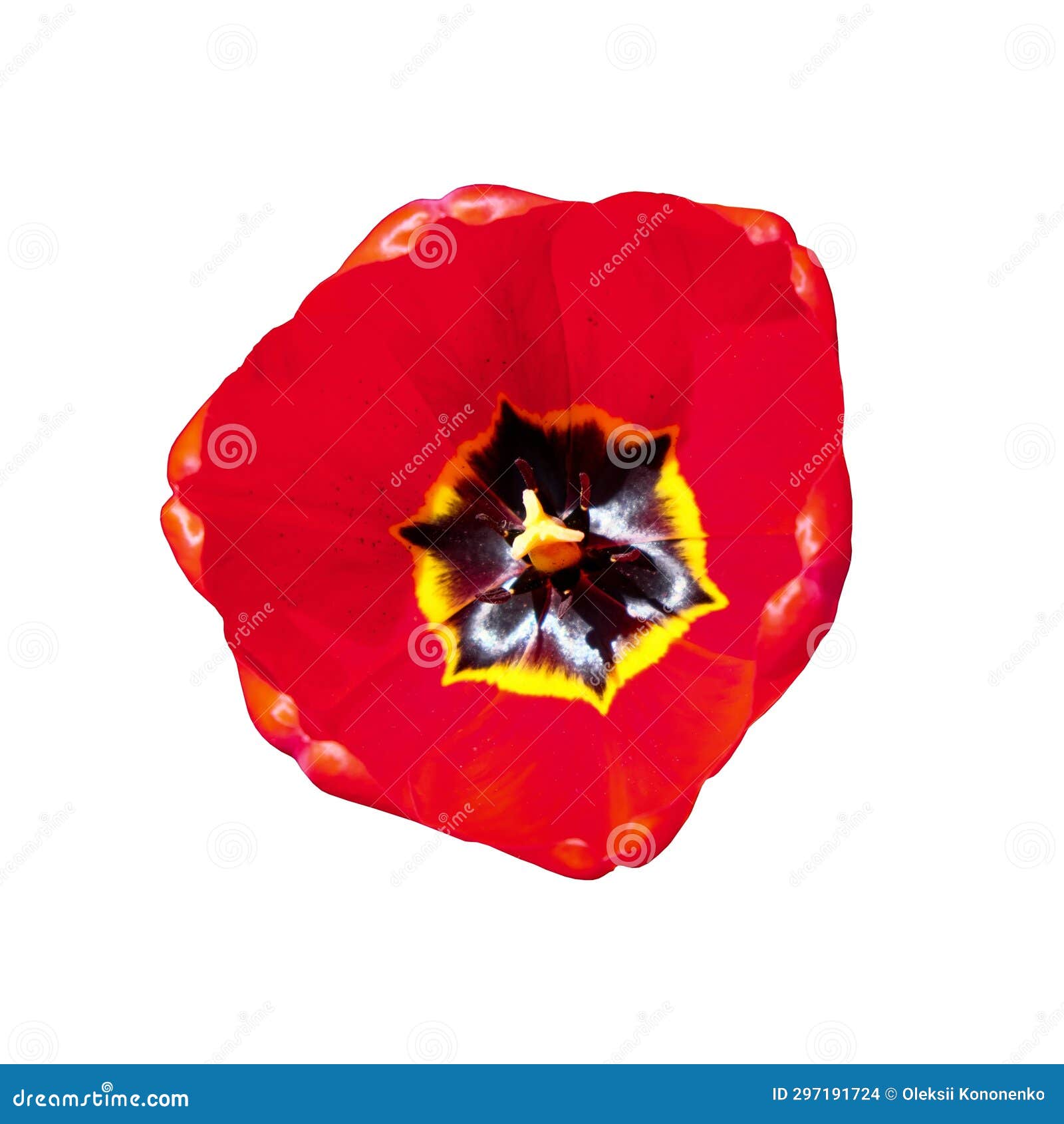 The Image Showcases a Red Tulip with a Black and Yellow Center Stock ...