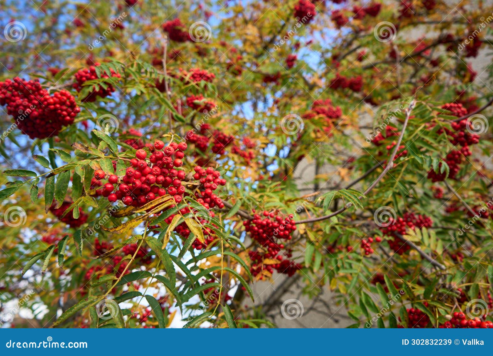 Vibrant Autumn Foliage in East Lothian, Scotland, Showcasing Nature S ...