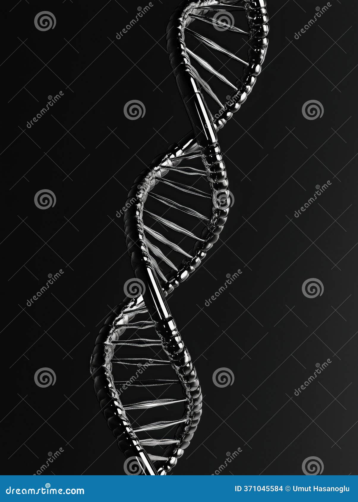 Stylized DNA Double Helix Strand Model Royalty-Free Illustration ...