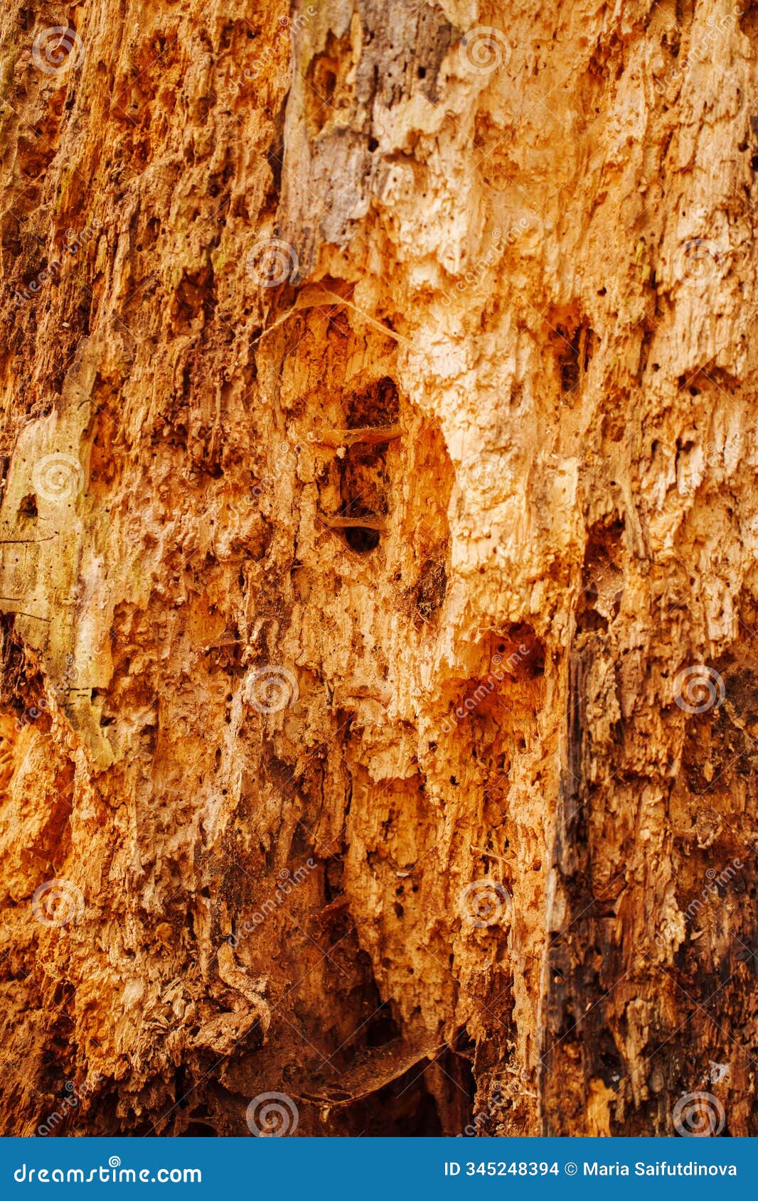 The Image Shows the Bark of a Tree Damaged by a Bark Beetle. Stock ...