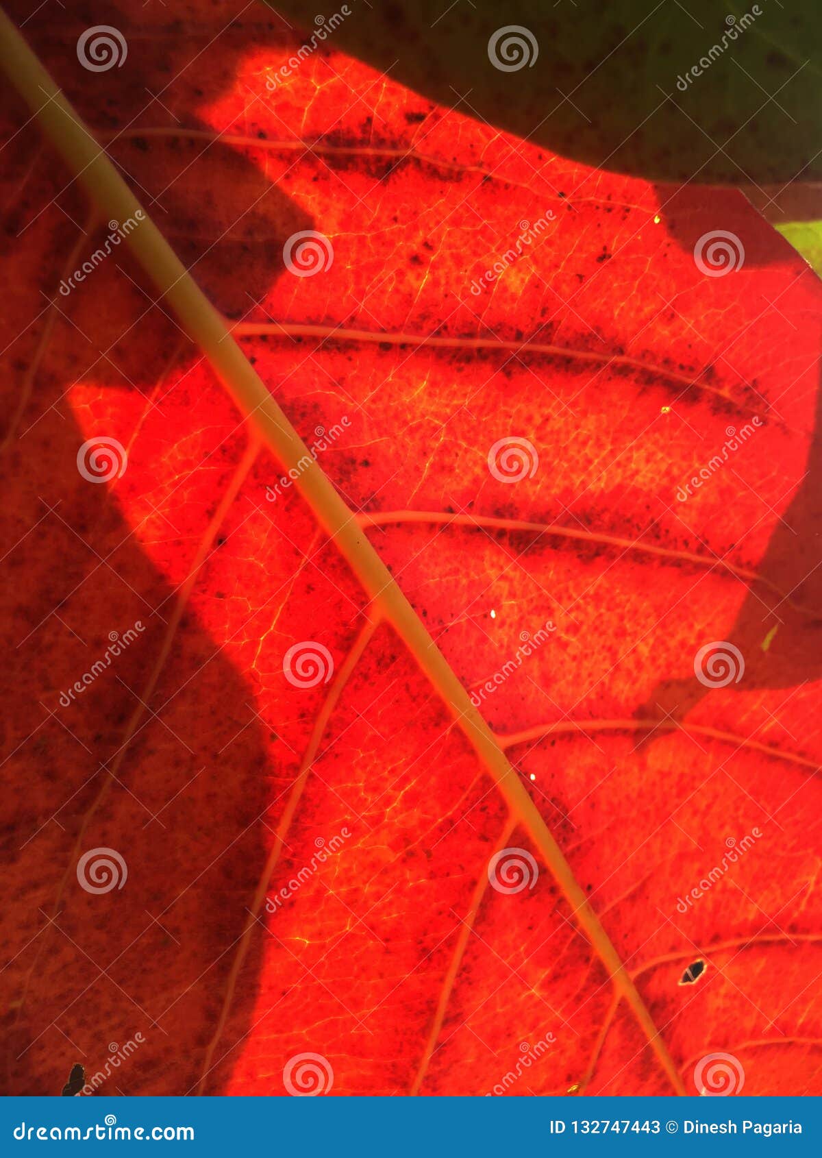 Design on a red leaf stock image. Image of leaf, shows - 132747443