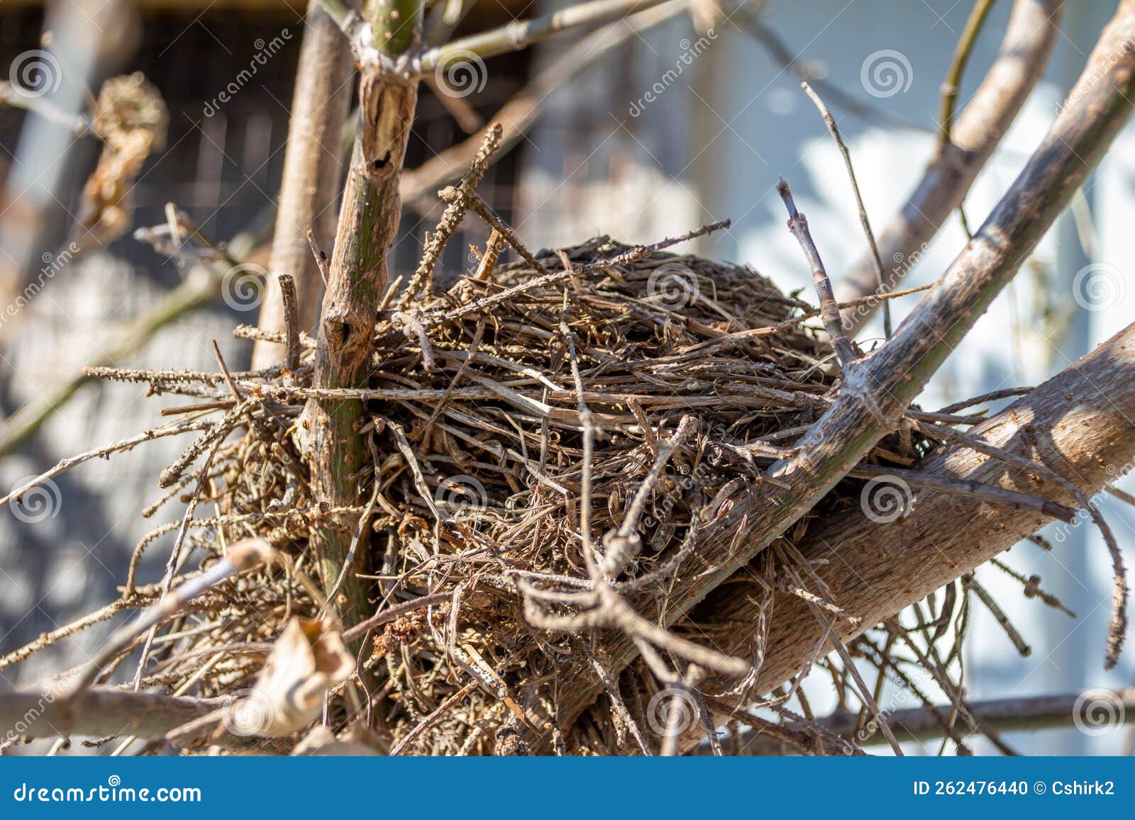 Empty Bird S Nest in a Tree Stock Photo - Image of empty, abstract ... Empty Bird S Nest in a Tree Stock Photo - Image of empty, abstract ...