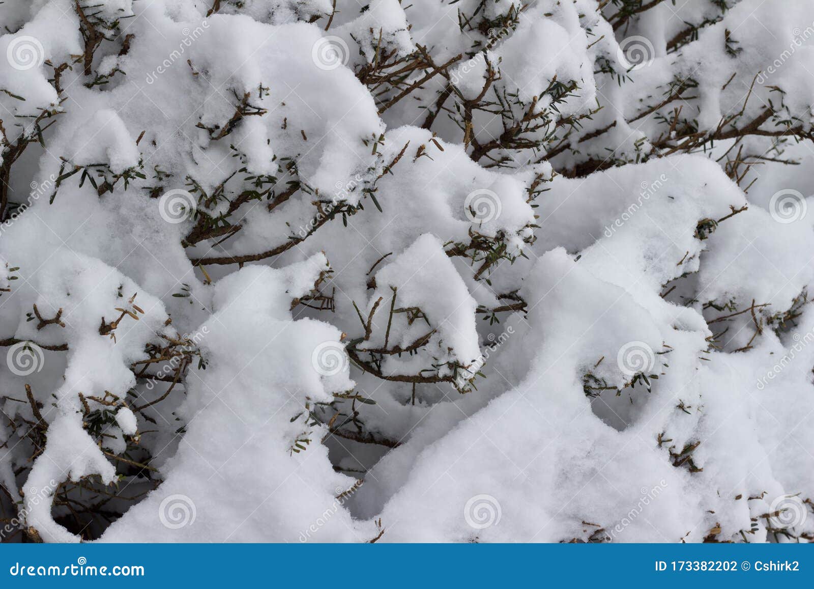 Close Up Texture View of a Yew Bush, Covered with Deep Snow Stock Photo ...