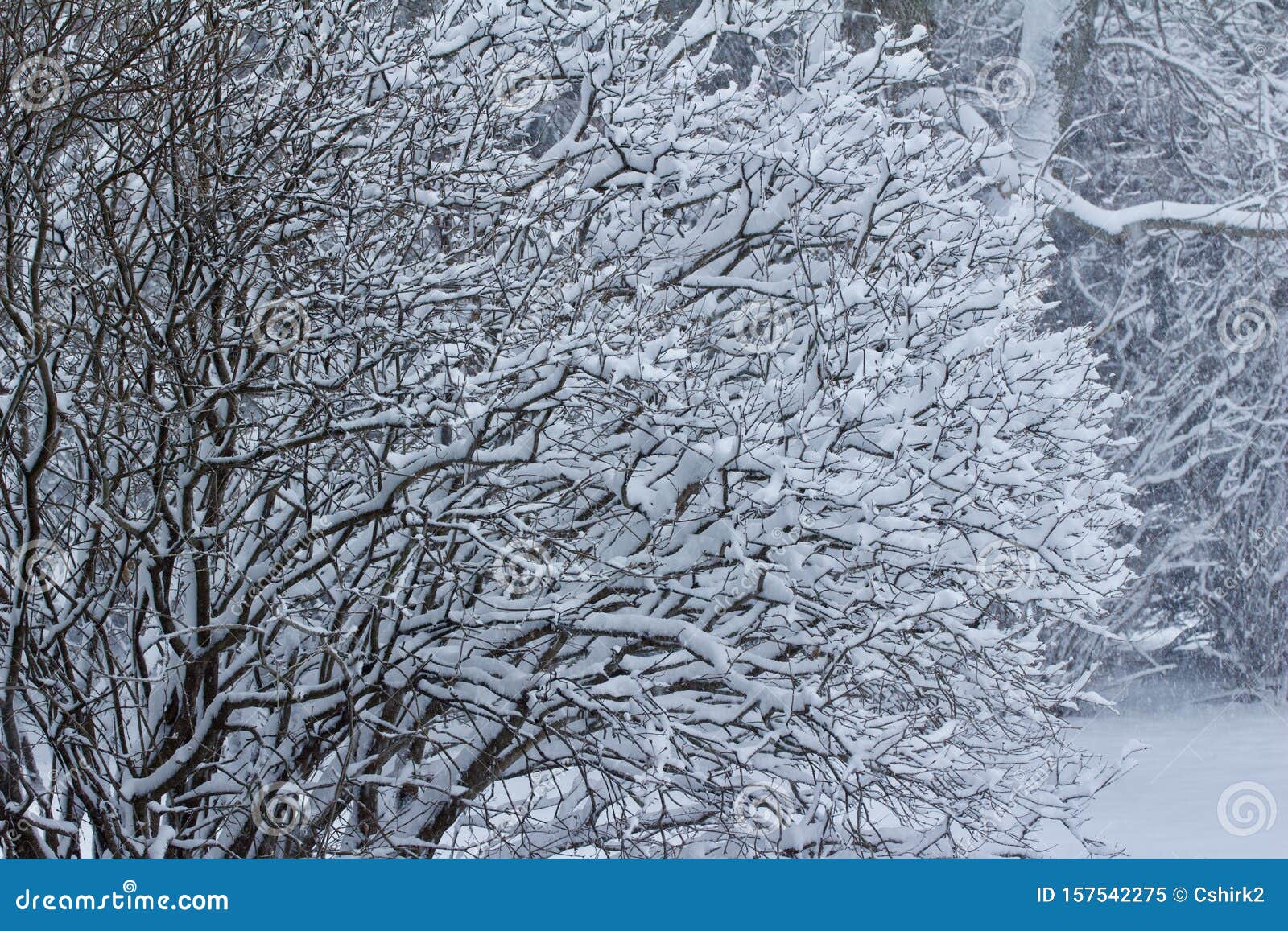 Close Up Abstract View of Snow Texture on the Branches of a Bush Stock ...