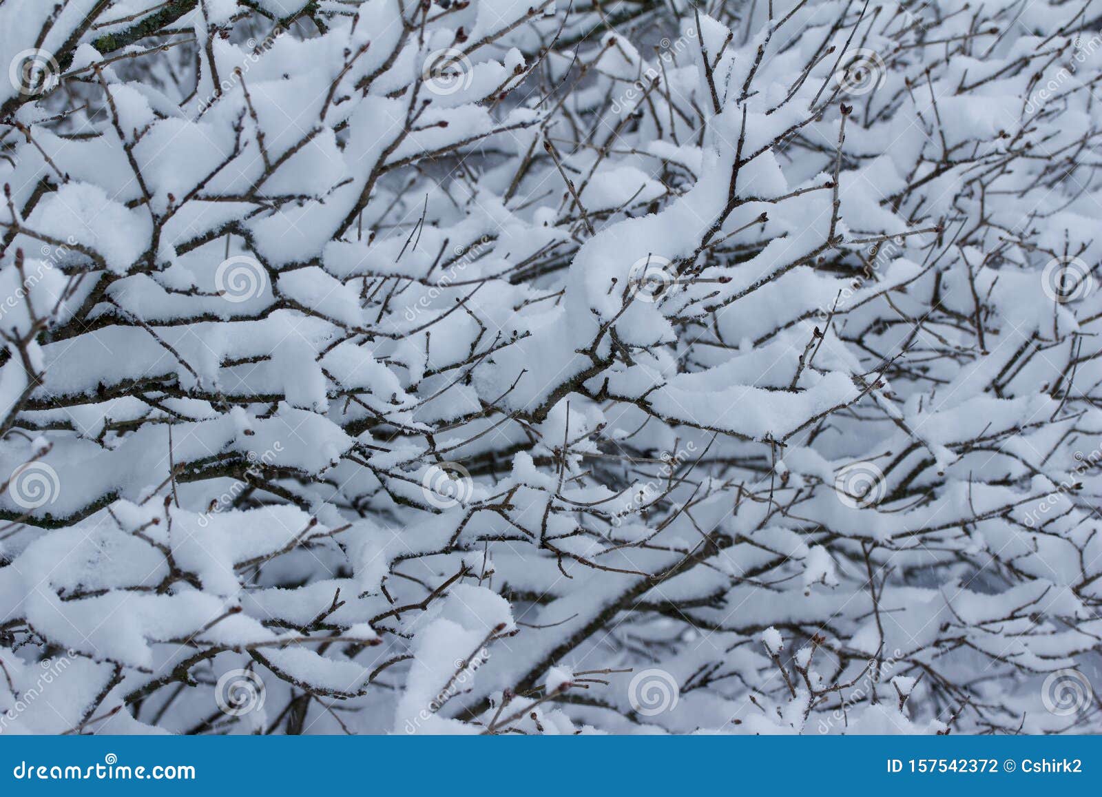Close Up Abstract View of Snow Texture on the Branches of a Bush Stock ...
