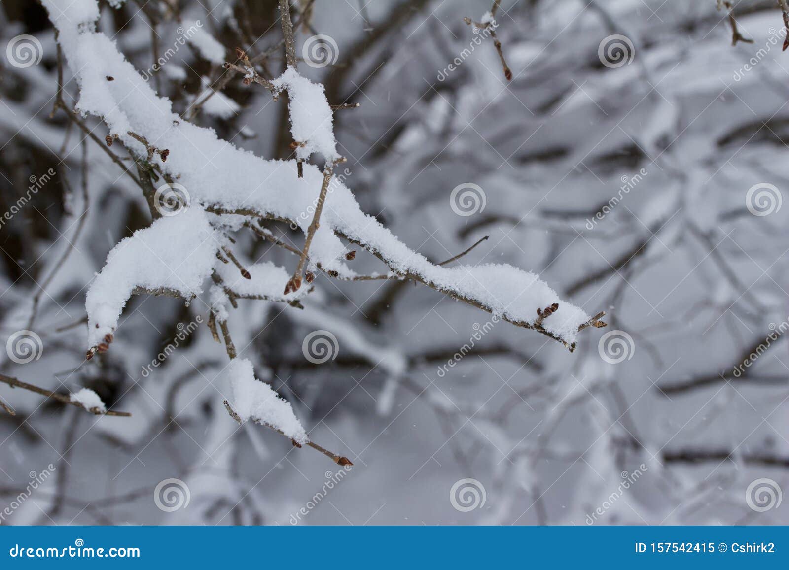 Close Up Abstract View of Snow Texture on the Branches of a Bush Stock ...