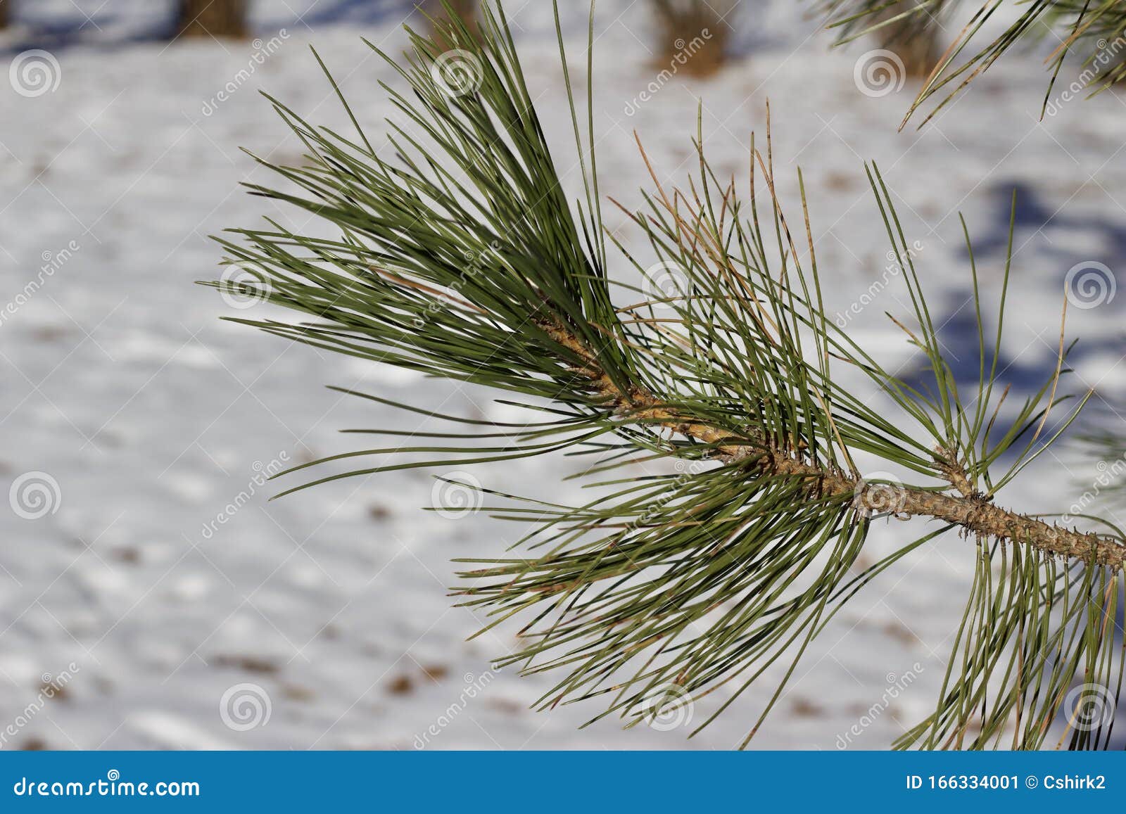 Close Up View of a Pine Tree Branch in Winter with Snow Covered ...