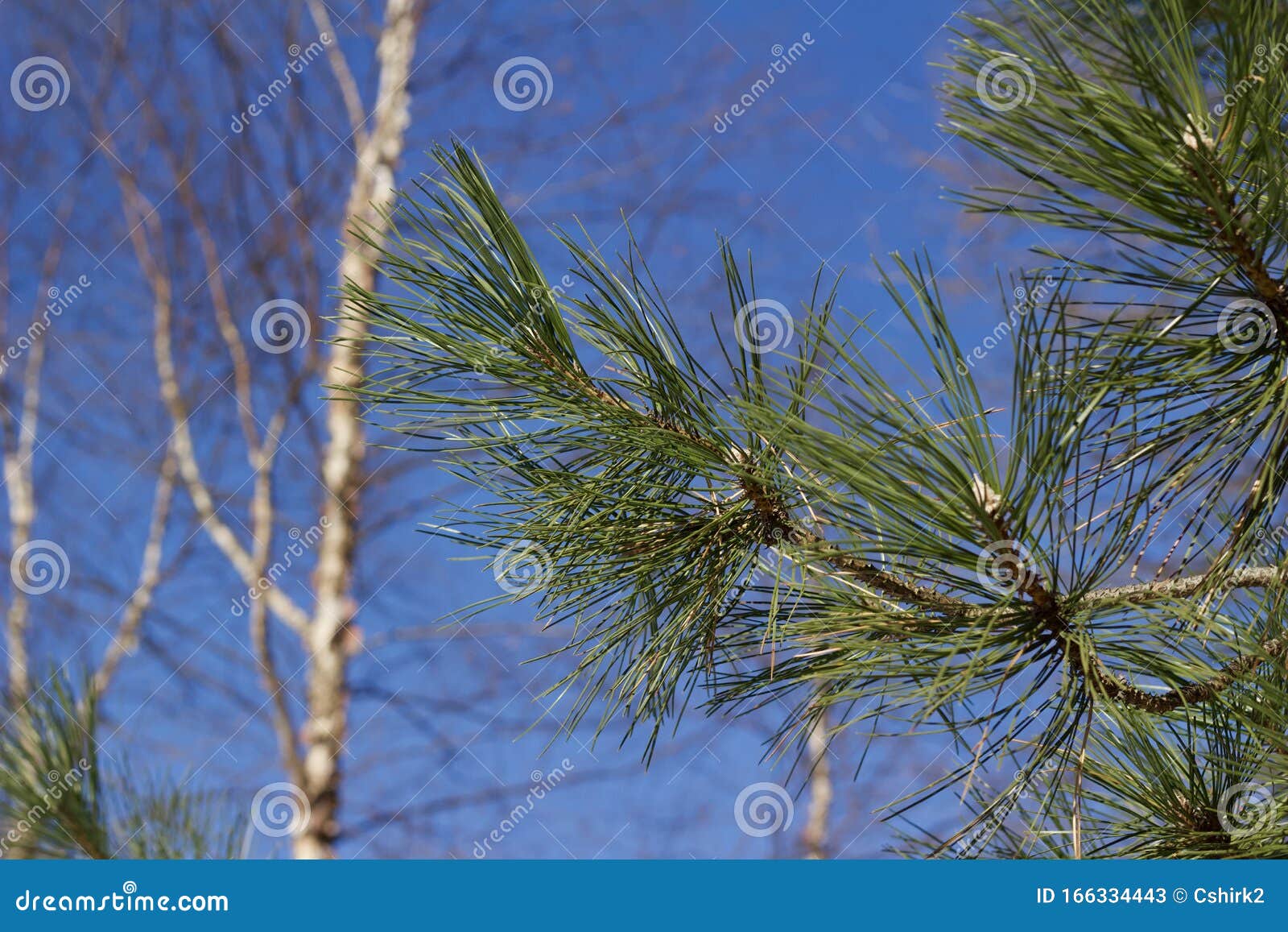Close Up View of a Long Needled Pine Tree with Blue Sky Background ...