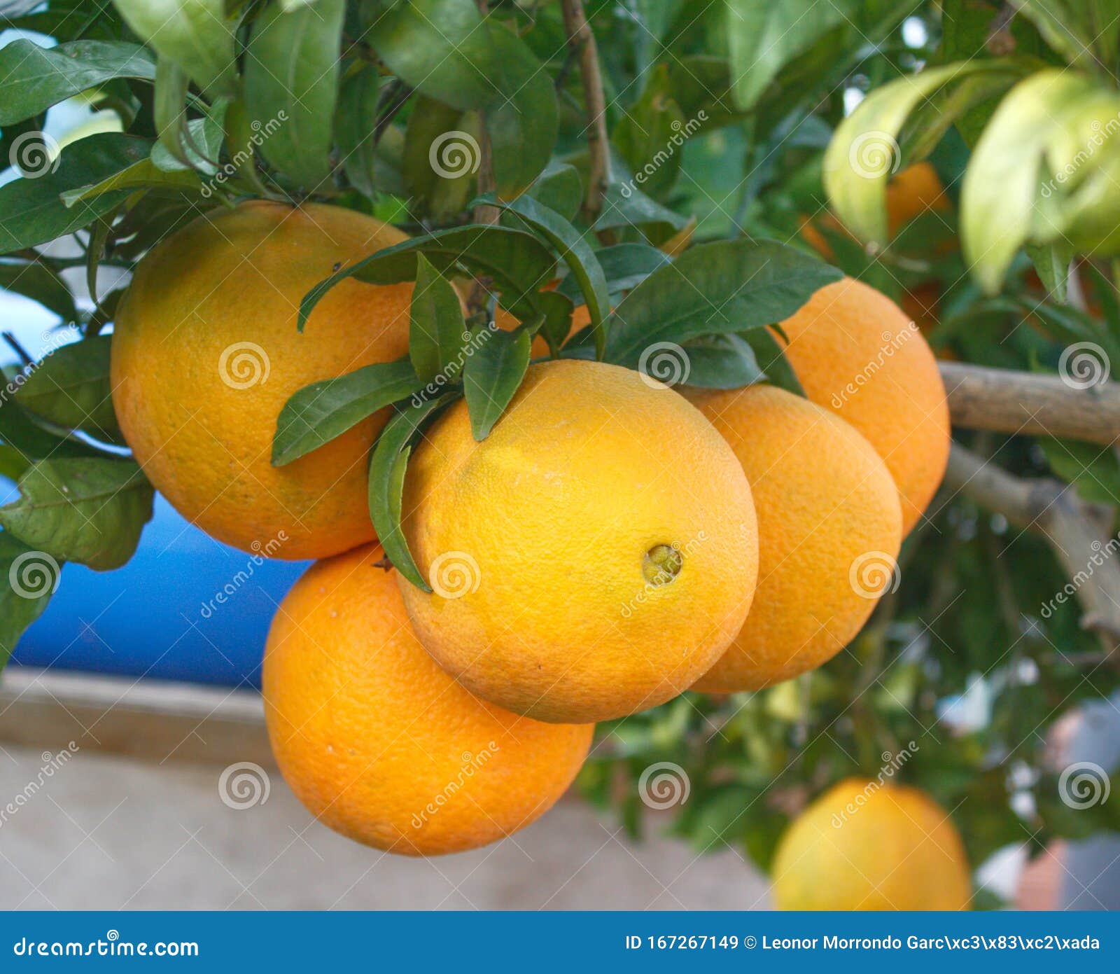 This Image Shows a Cluster of Orange Fruit on Your Tree Stock Image ...