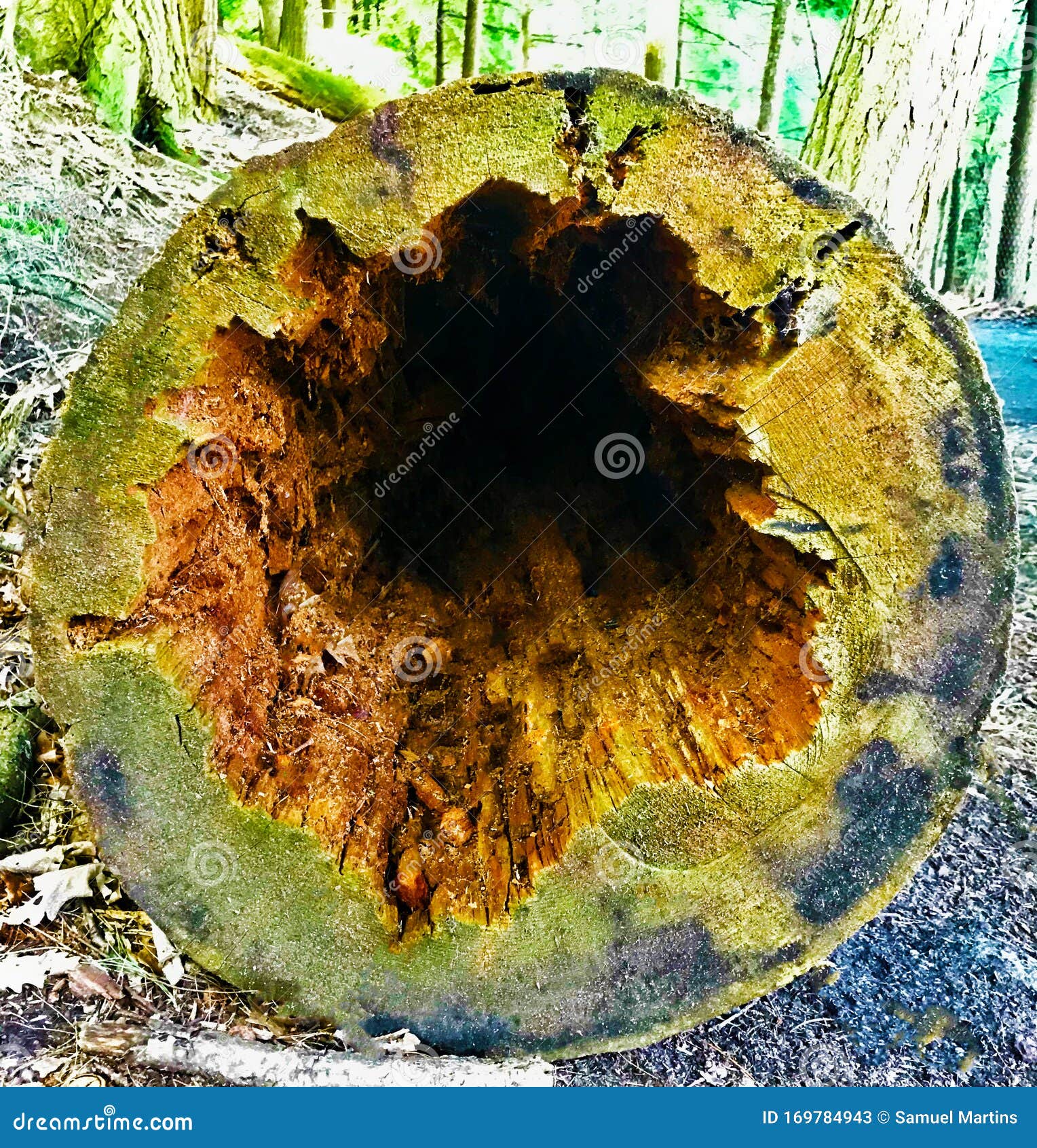 A hole in the tree trunk stock image. Image of copse - 169784943