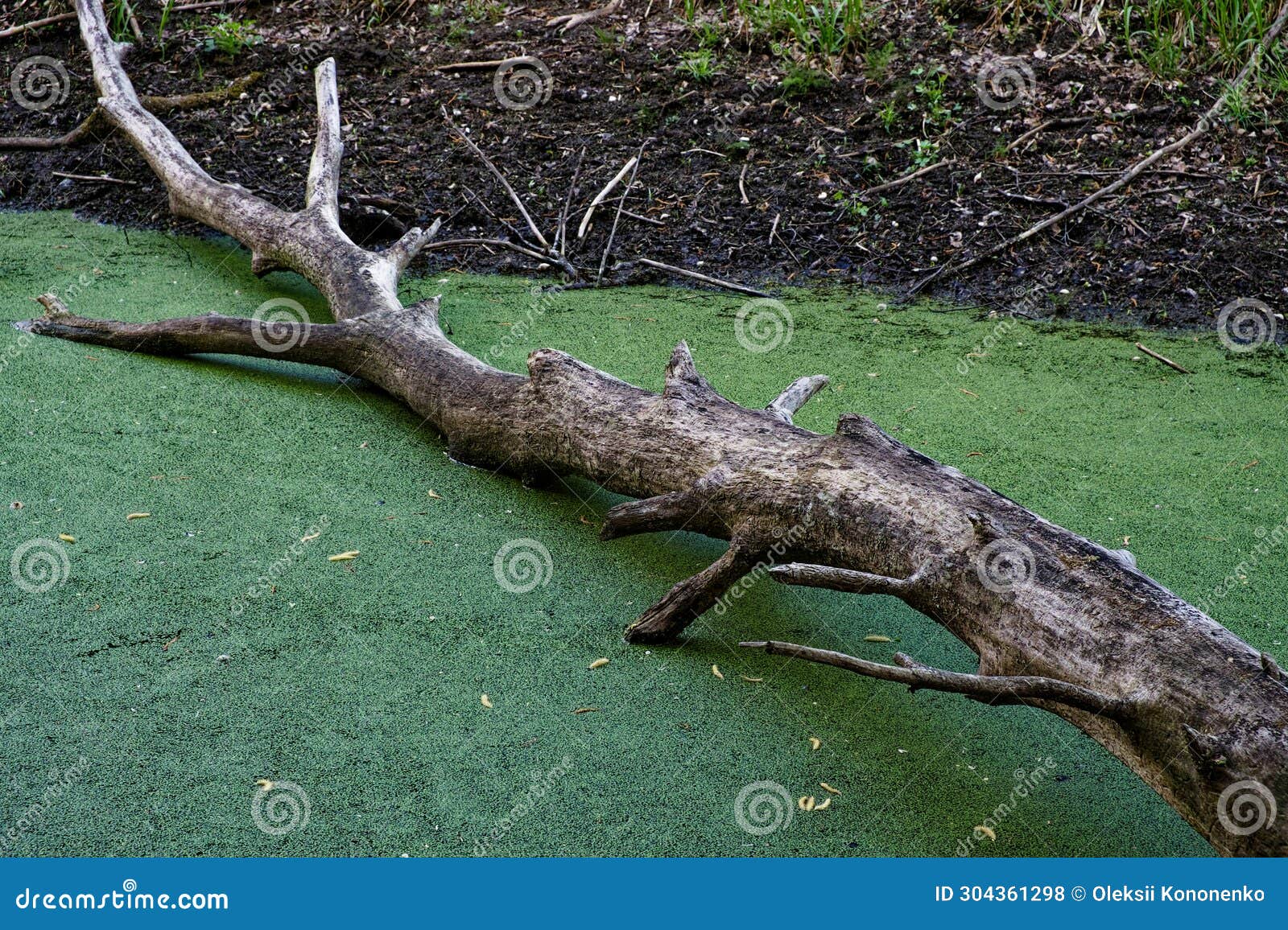The Image Shows a Dead Tree Limb on Algae Stock Photo - Image of ...