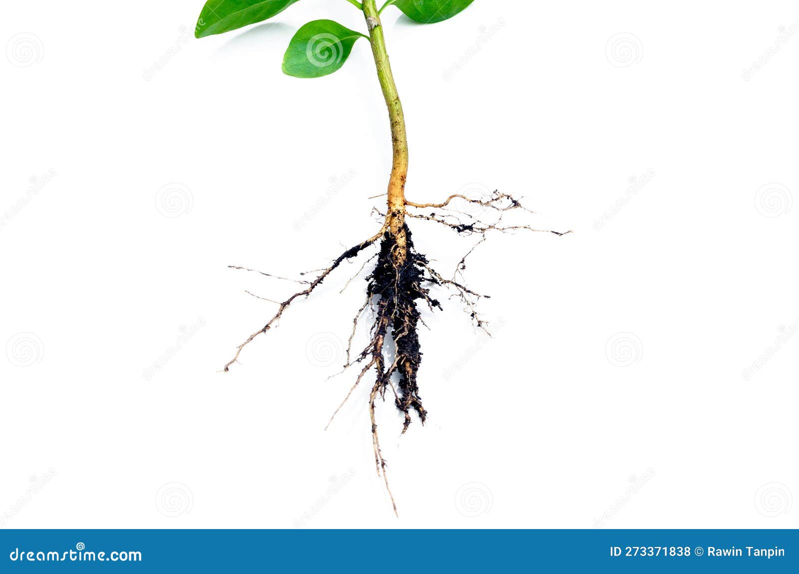 Image Shows in Detail the Root System of a Plant Isolated on White ...