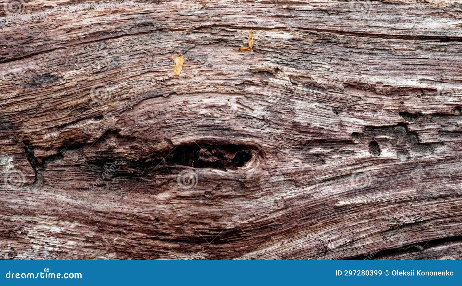 The Image Shows a Detailed View of a Dark-colored Tree Bark. Old Rotten ...