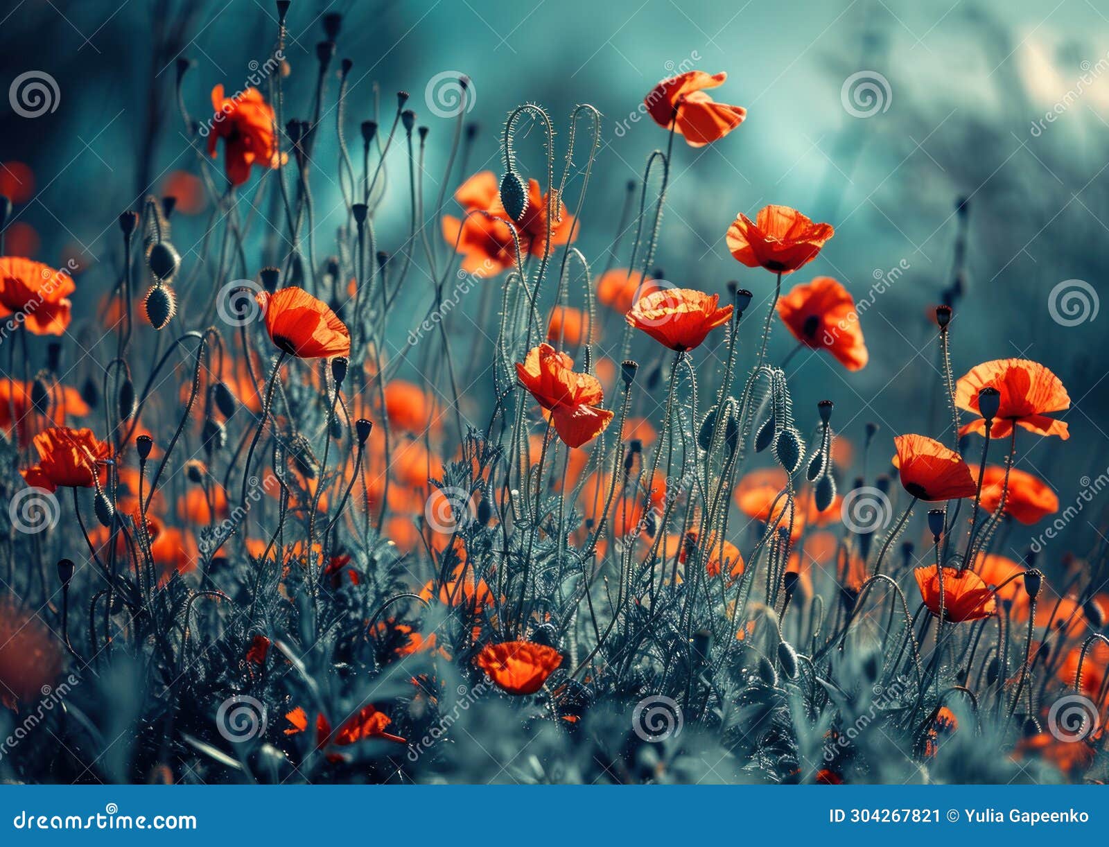An Image Shows a Field of Red Poppies Stock Image - Image of meadow ...