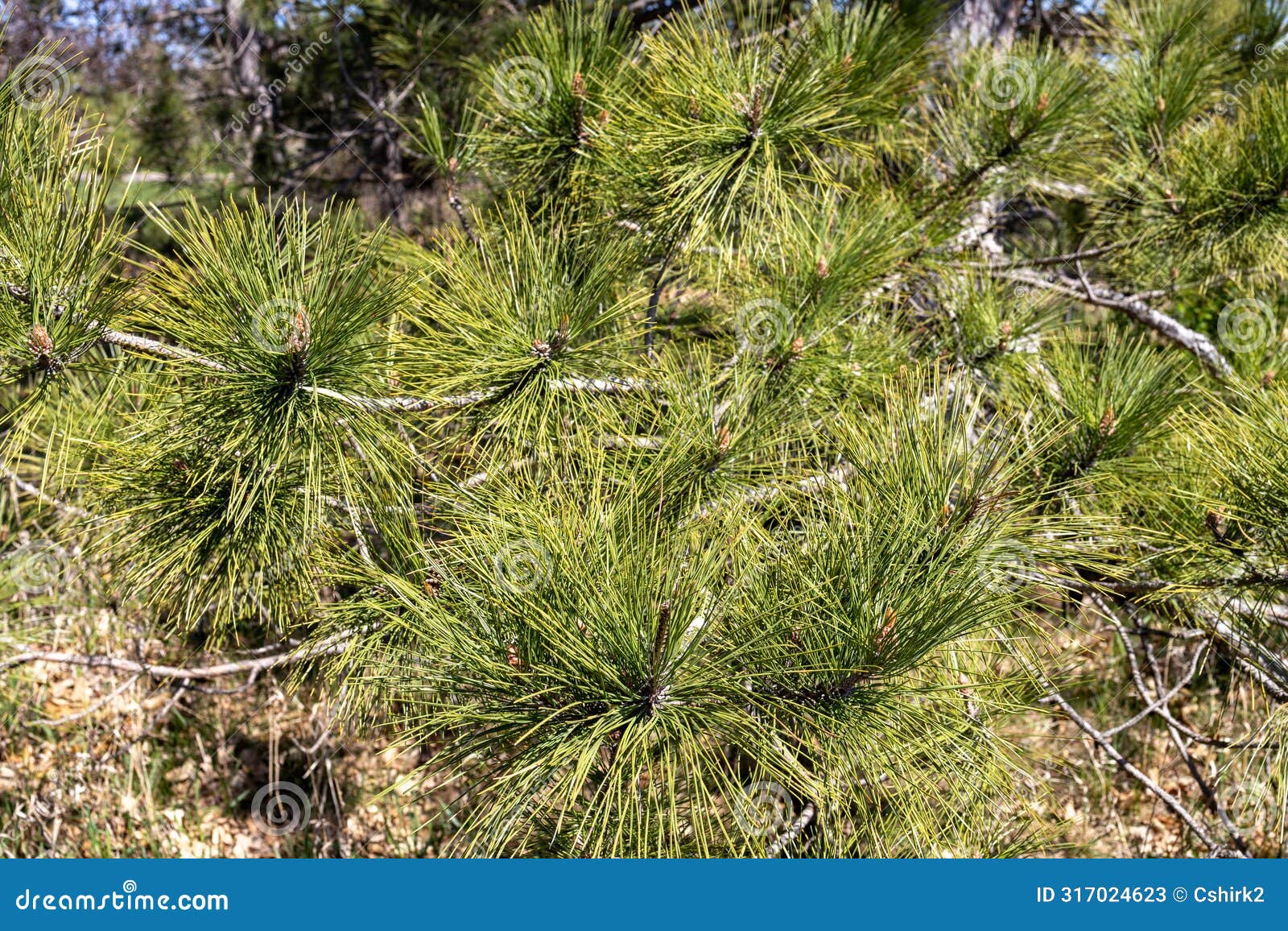Long Needle Pine Tree Branches Texture Background Stock Image - Image ...