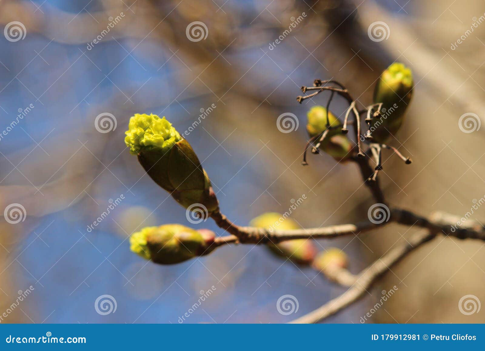 Maple Buds in a Spring Time Stock Image - Image of detailed, frame ...