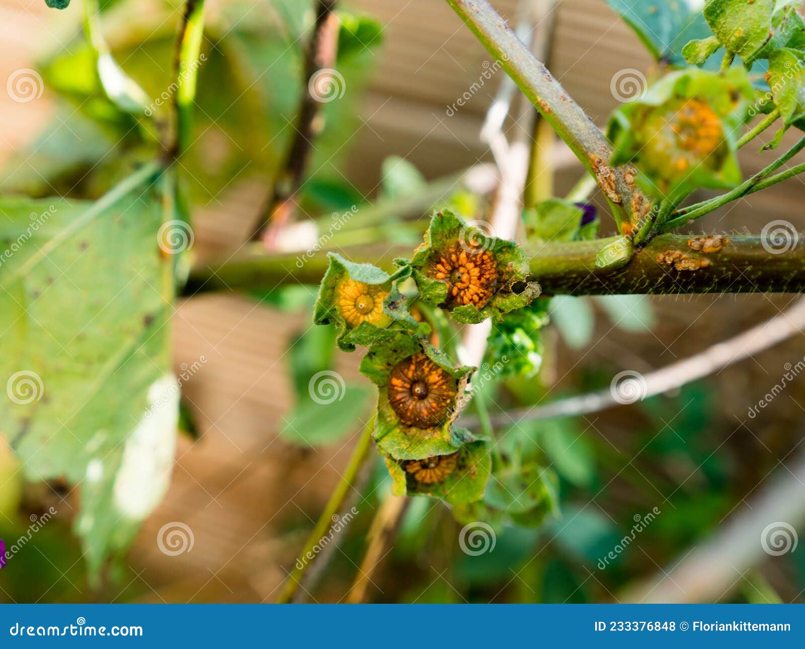 Hollyhock Rust, Puccinia Malvacearum, Pustules On The Flower Bud ...