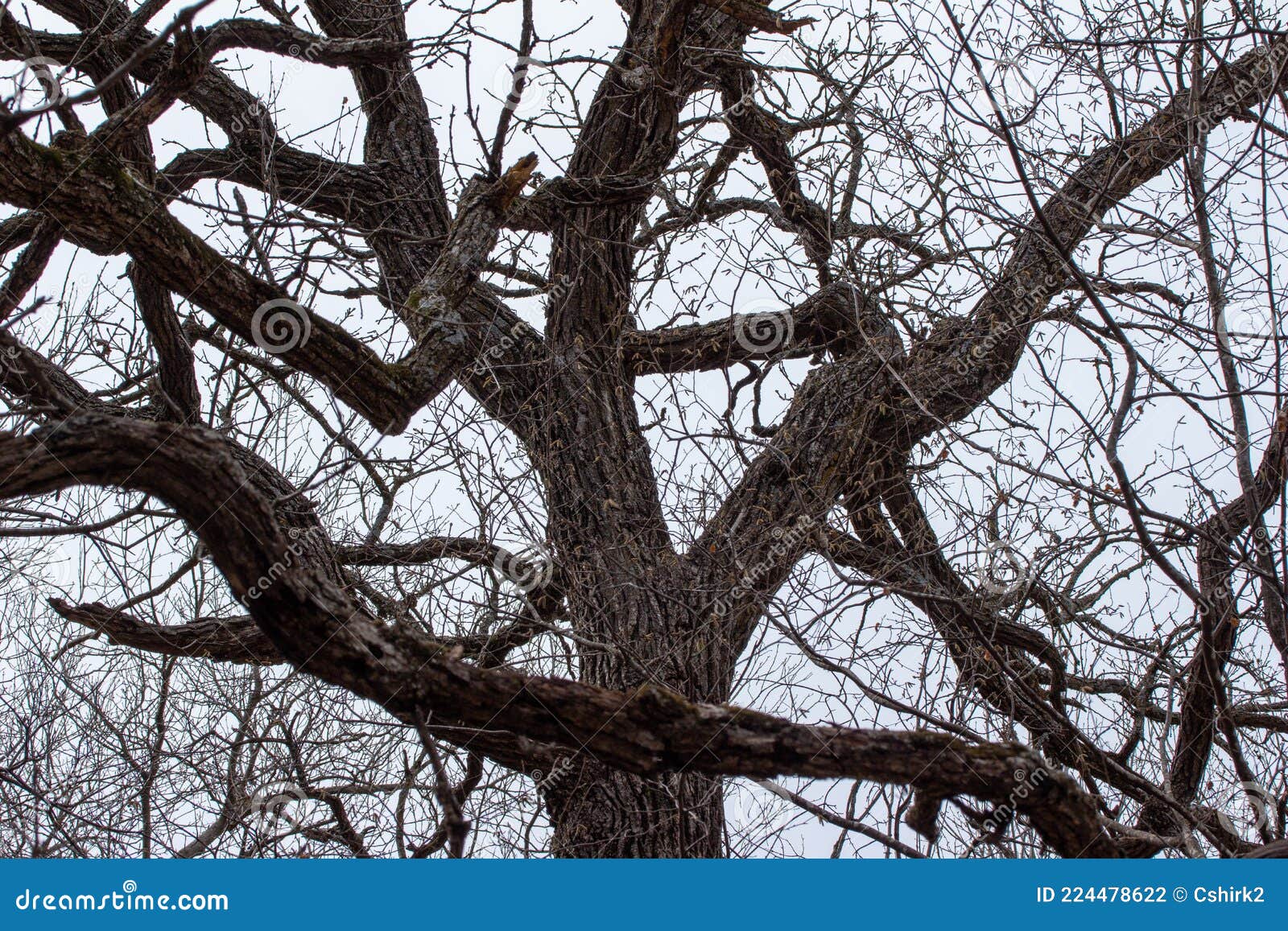 Mature Tree Trunk with Twisted Branches Stock Photo - Image of bareleaf ...