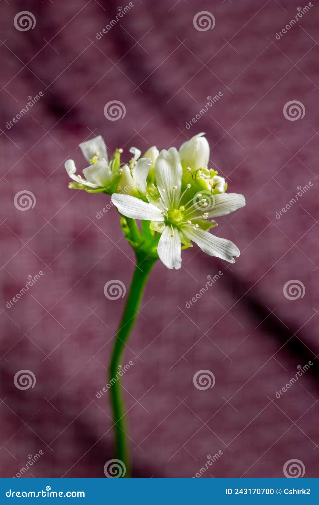 Venus Flytrap Flower in Bloom Stock Photo - Image of background ...
