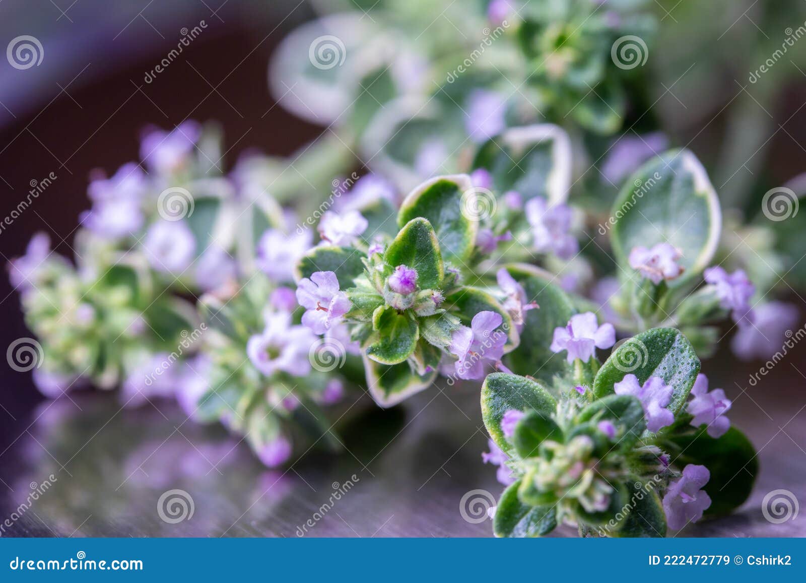 Tiny Blooming Flowers on the Stems of Variegated Lemon Thyme Stock ...