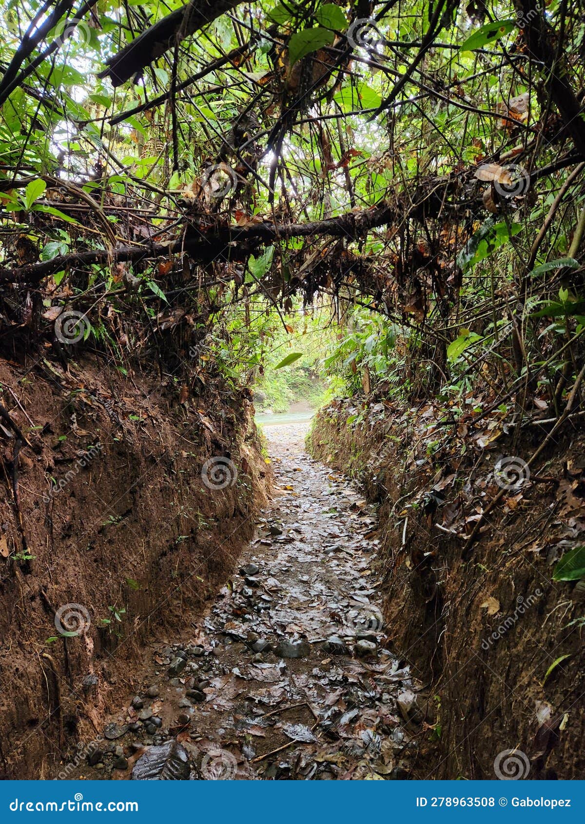 Narrow Path Direct To a River on the Jungle Stock Photo - Image of ...
