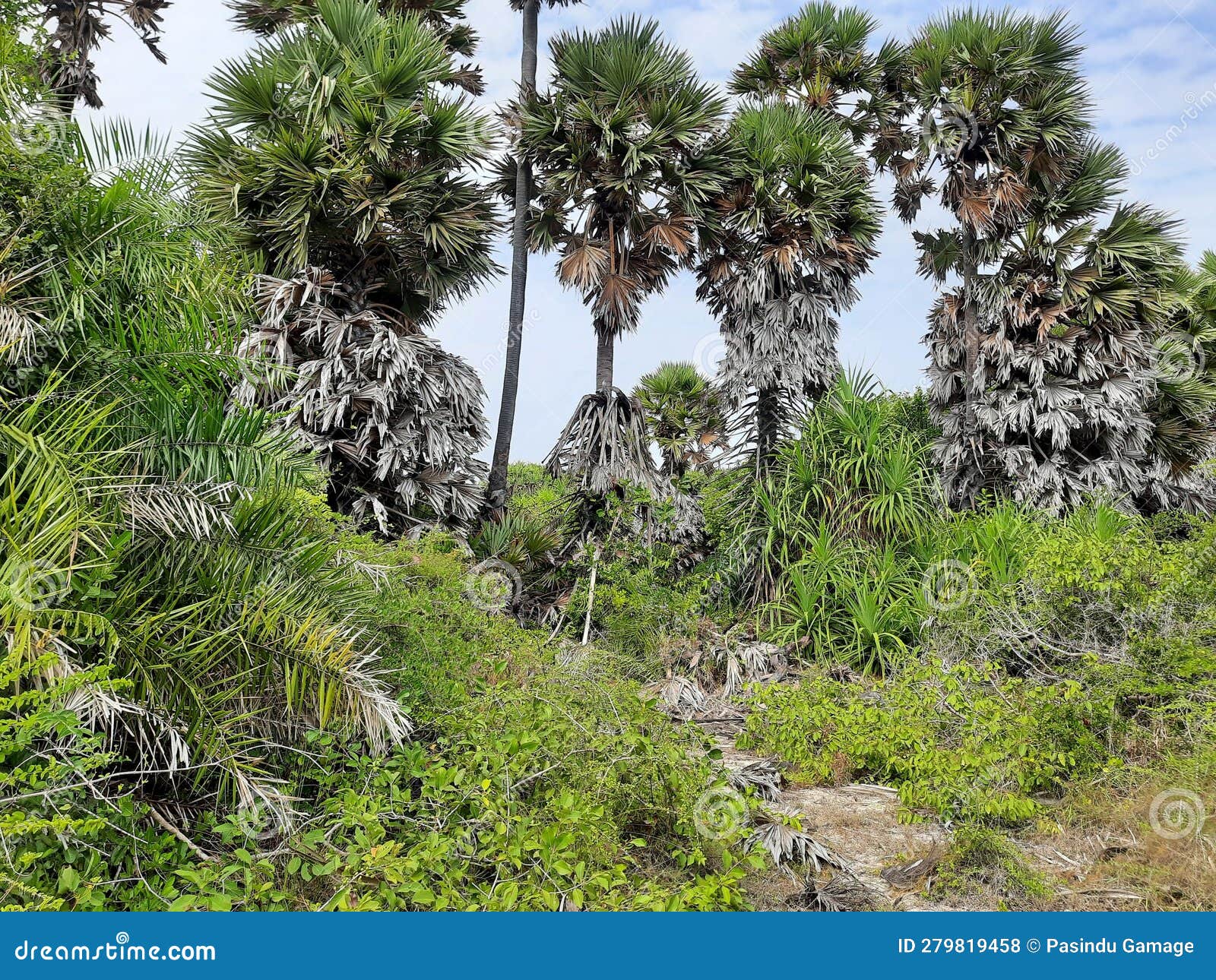 Palmyra Trees Dry Zone Places in Sri Lanka Stock Photo - Image of leaf ...
