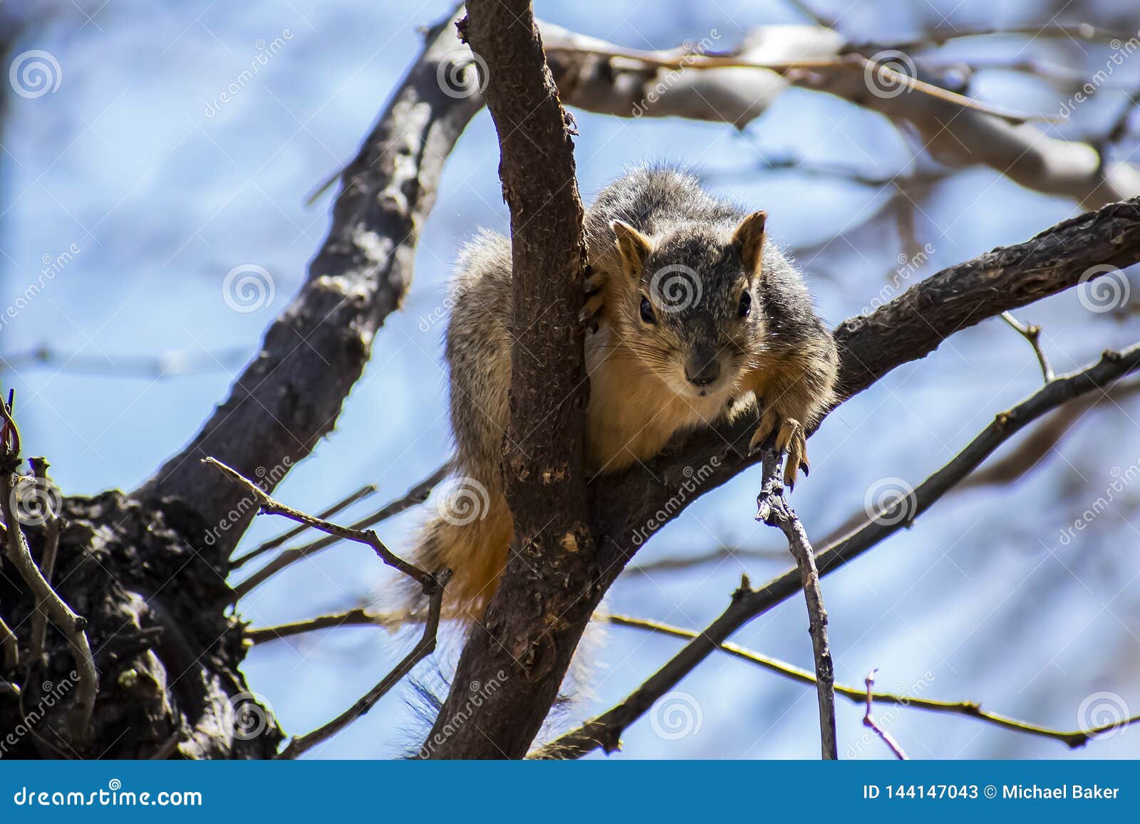 Squirrel Resting on a Forked Branch Stock Image - Image of pest, orange ...