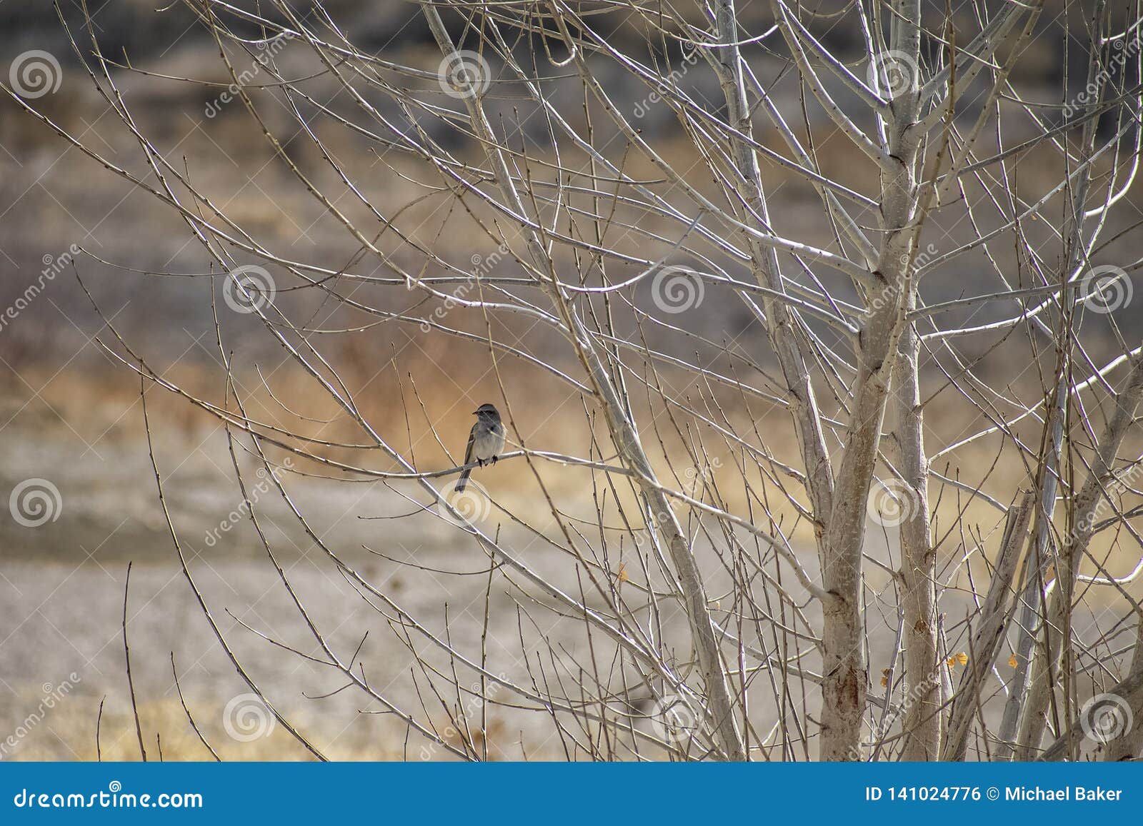 Small Bird Perched on the Branches of a Barren Aspen Stock Photo ...