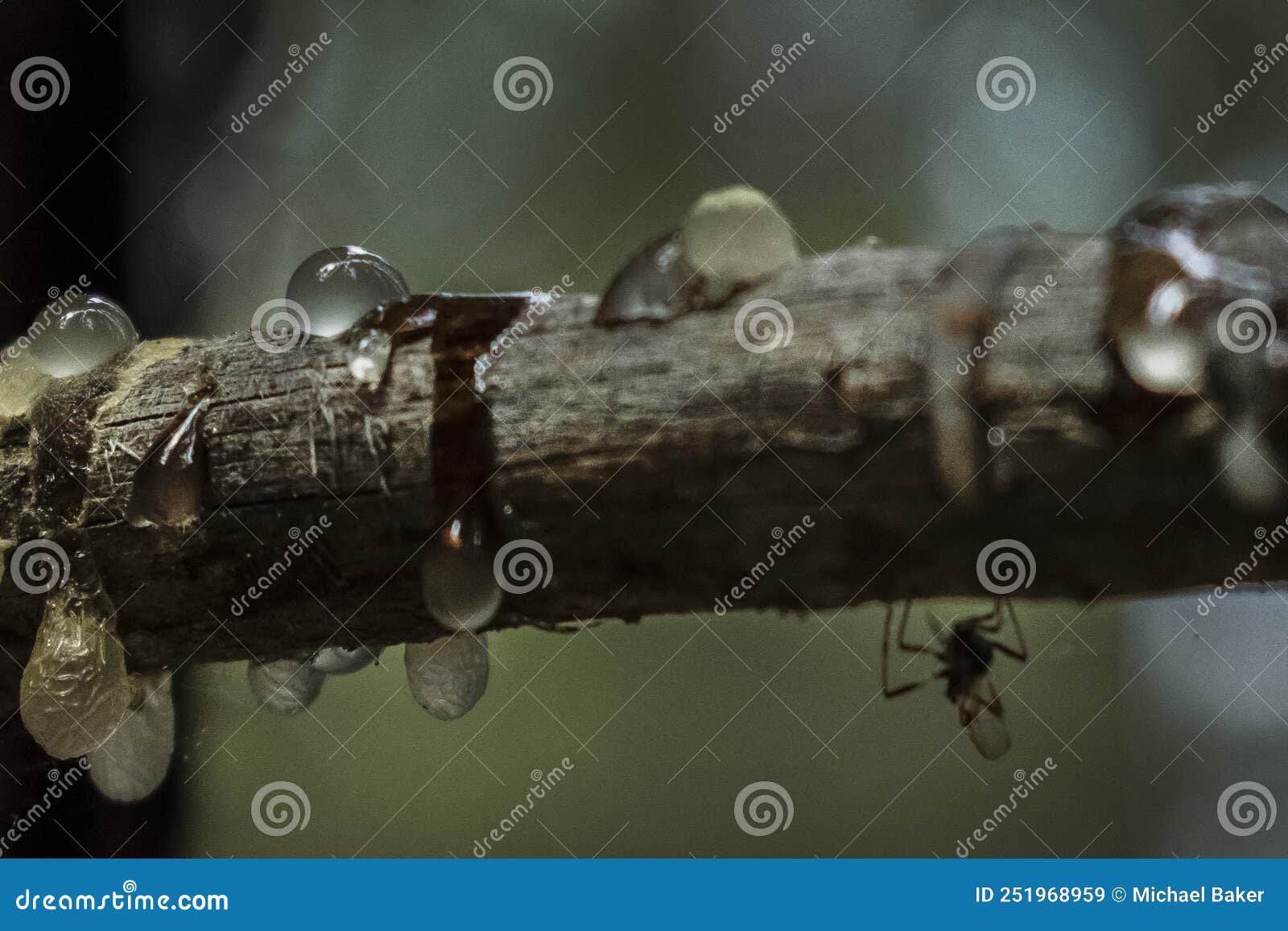 Macro of Pine Tree Sap Droplets on Branch Stock Image - Image of limb ...