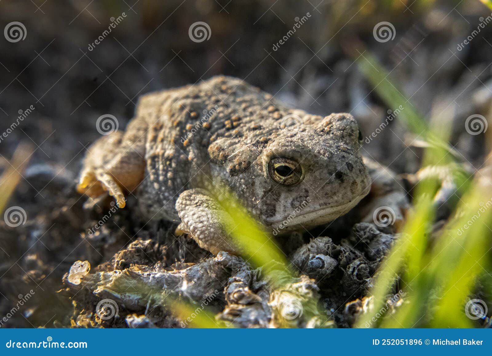 Side Profile of a Very Small Toad Stock Photo - Image of profile, late ...