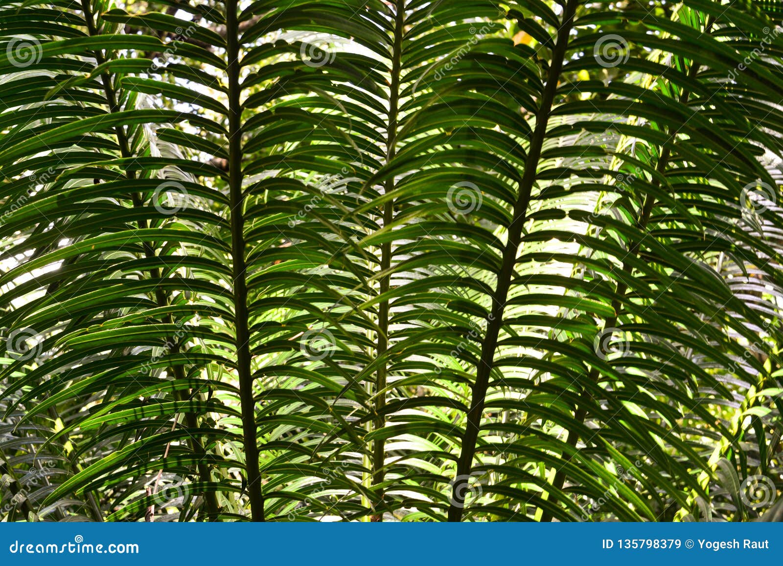 Texture Effect of Palm Tree Leaves Stock Image - Image of leaf ...