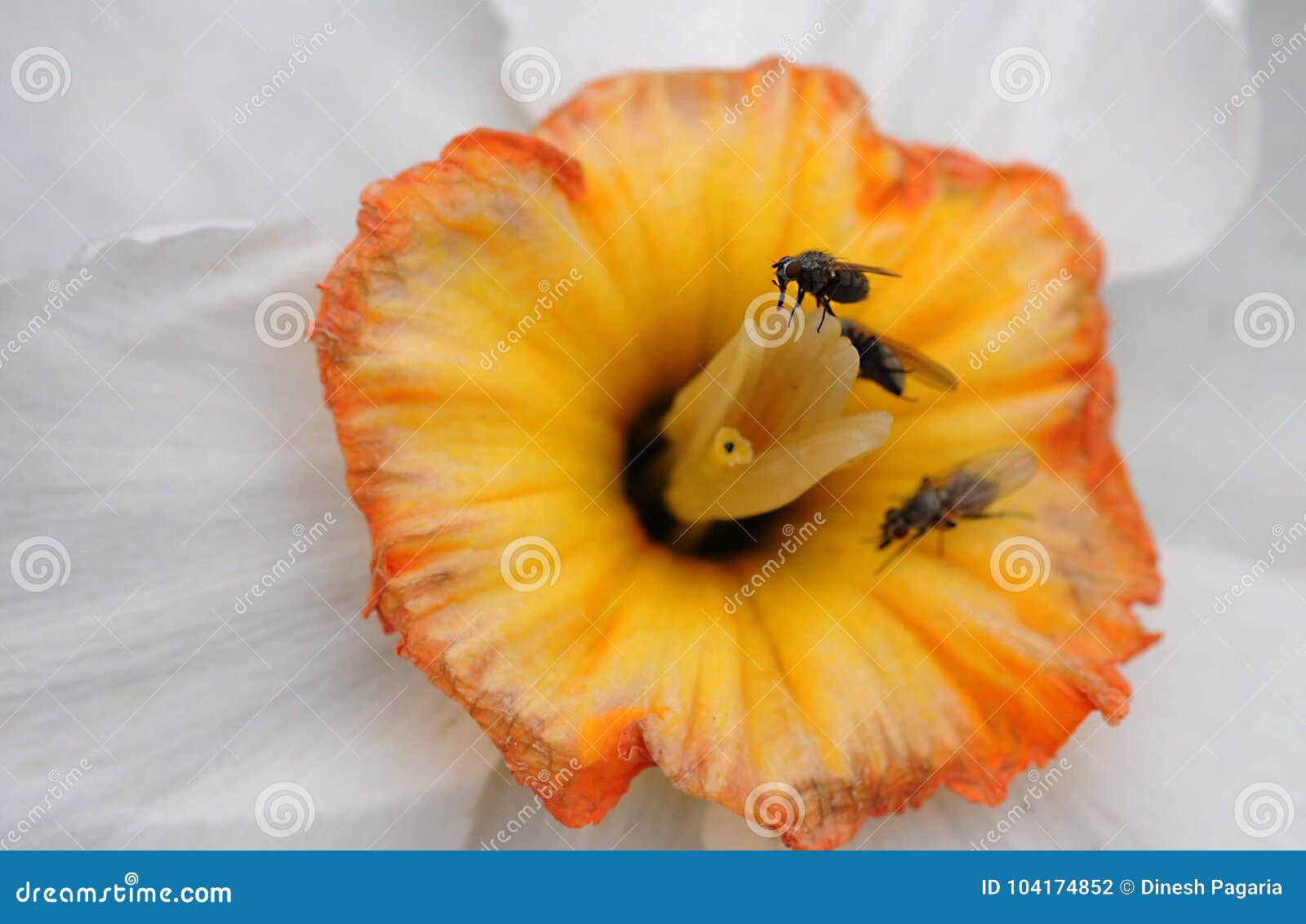 Three Bees on Yellow Flower Stock Photo - Image of nector, colored ...