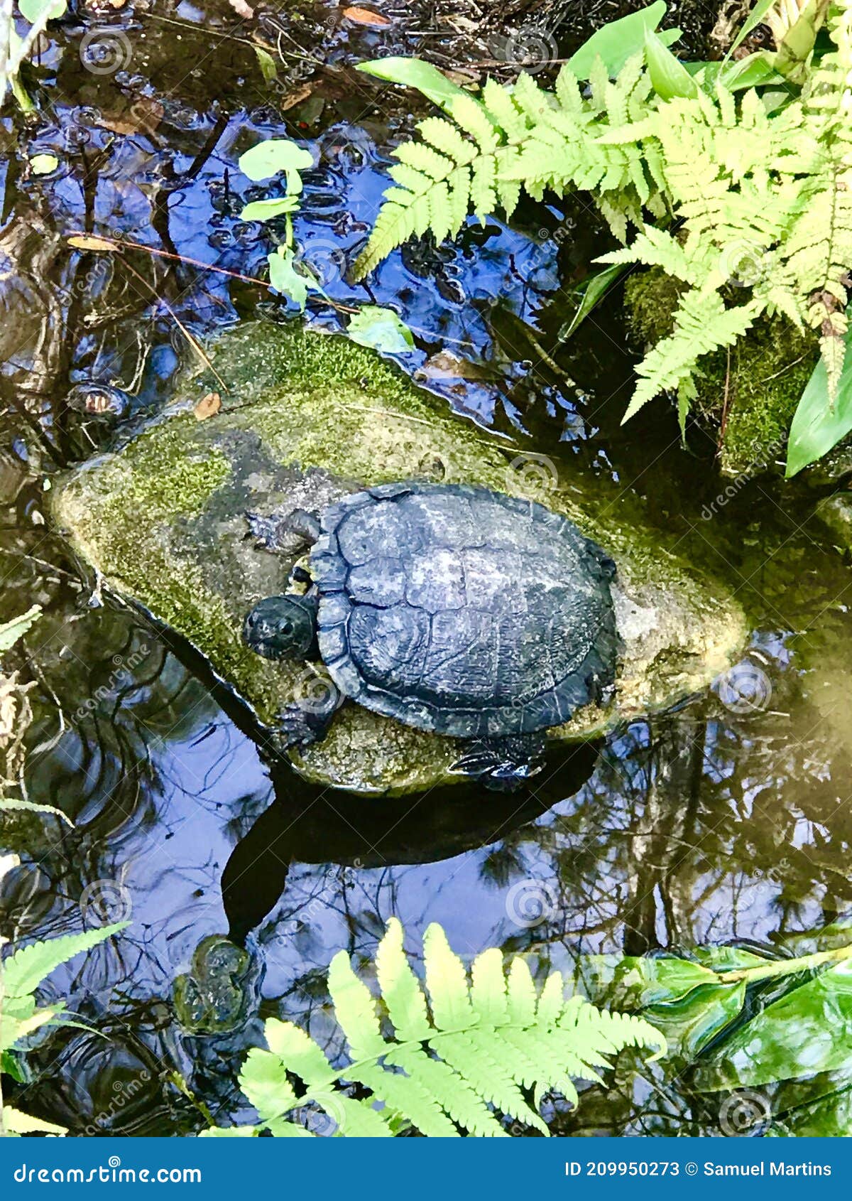 The turtle on the rock stock image. Image of endurance - 209950273