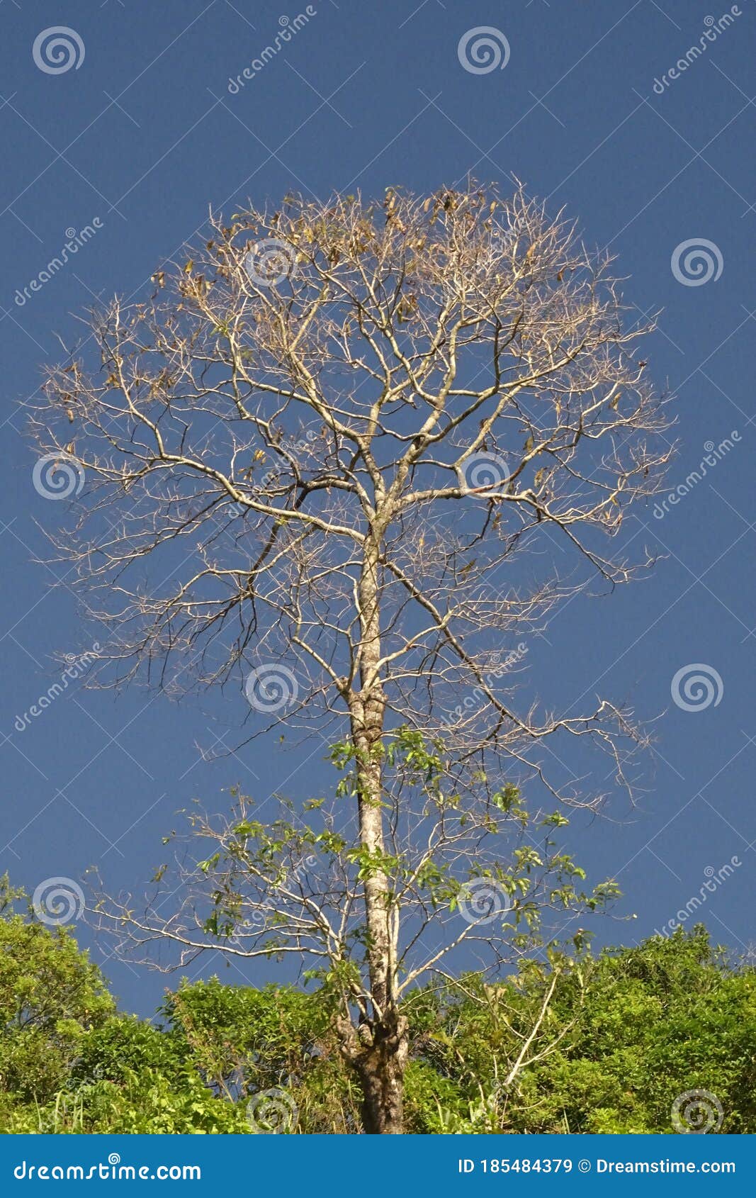 Tree Branches with Dark Blue Background. Stock Image - Image of blue ...