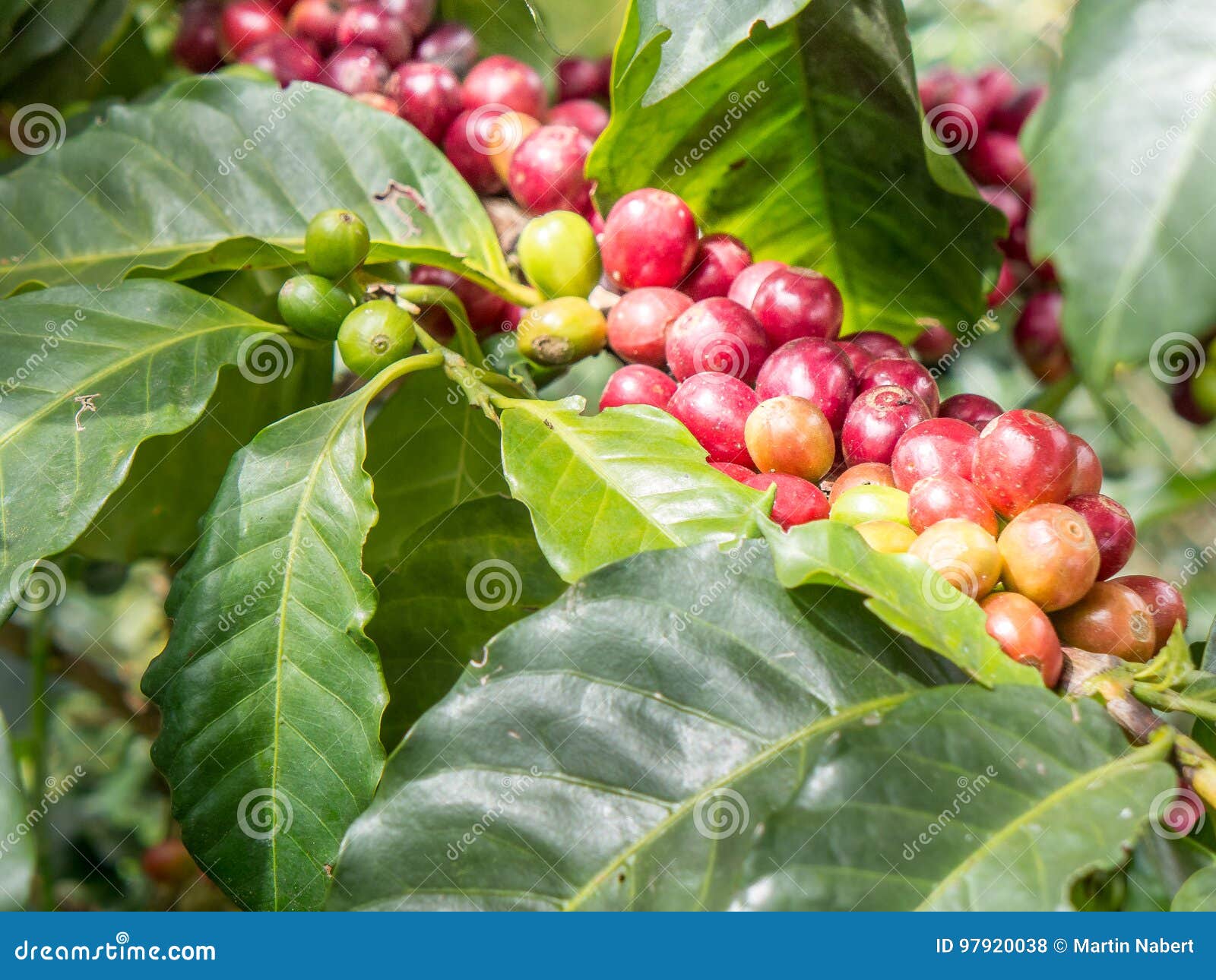 Coffee Twig stock photo. Image of guatemalan, closeup - 97920038