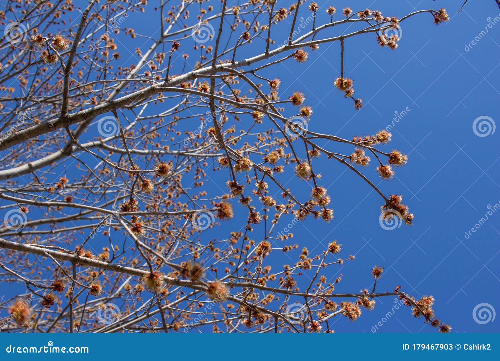 Upward View of Red Maple Tree Blossoms in Spring Stock Image - Image of ...