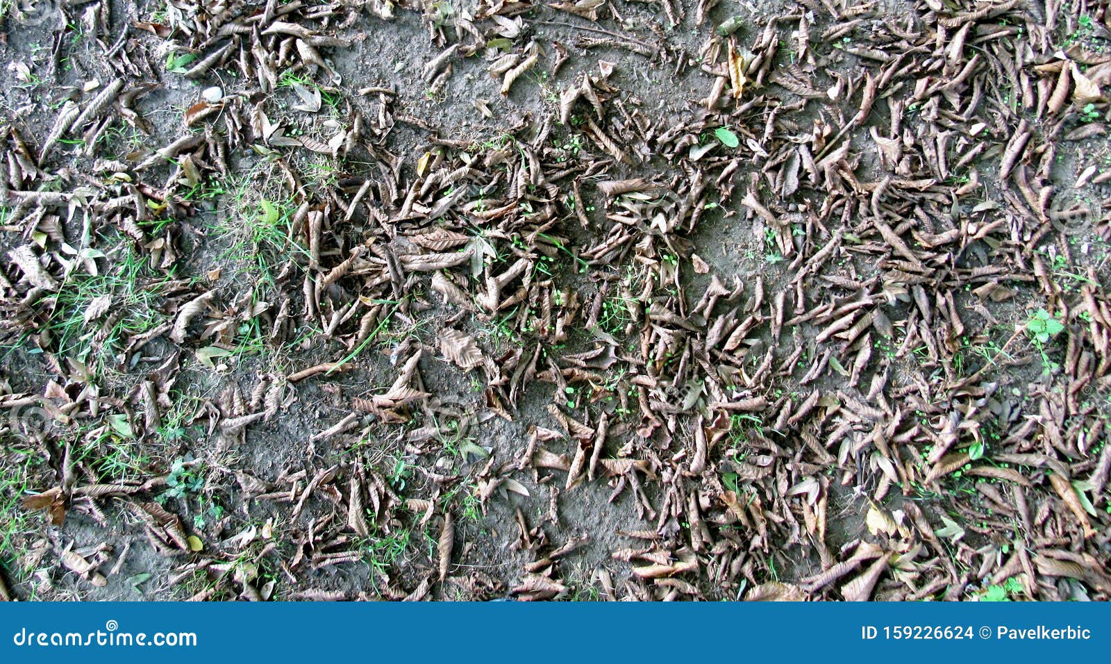 Texture - Withered Leaves on a Forest Ground Stock Photo - Image of ...