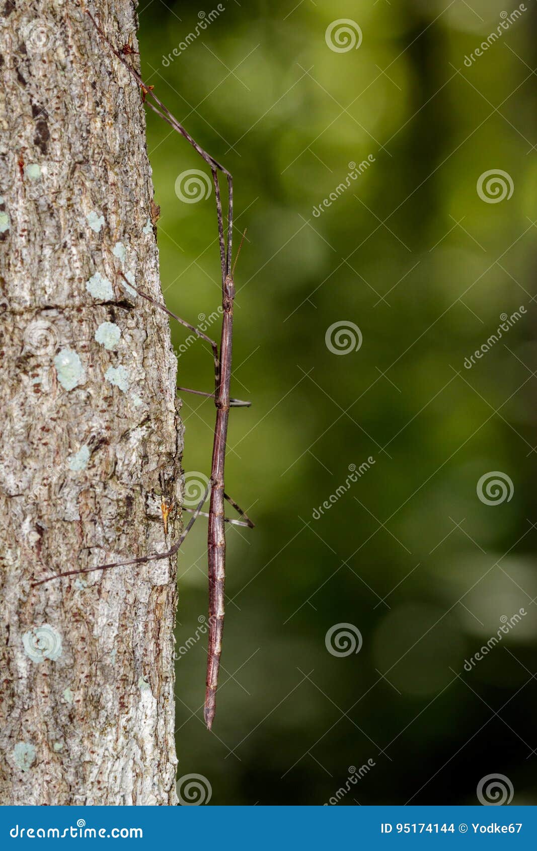 Image of a Siam Giant Stick Insect on the Tree. Insect Stock Photo ...