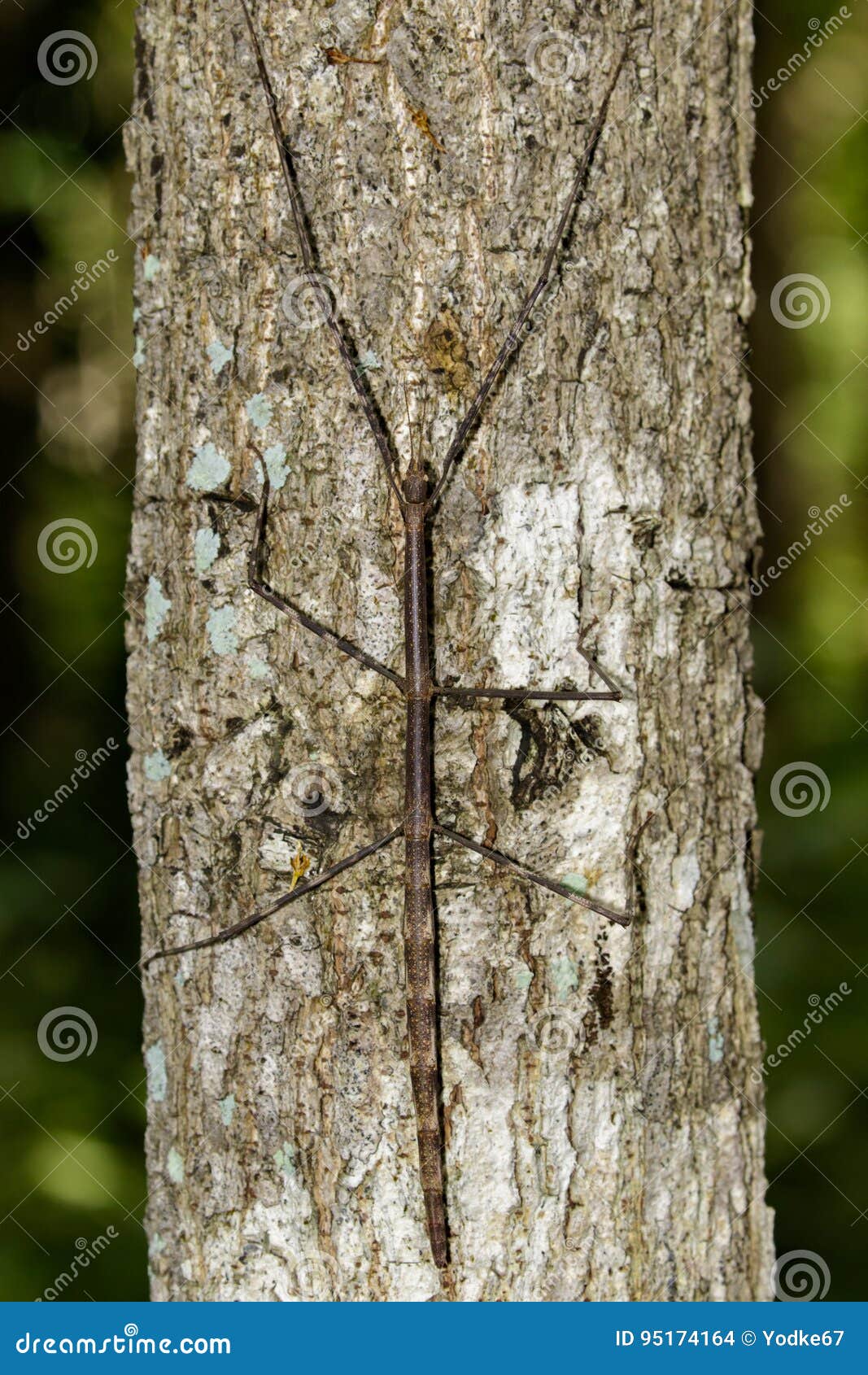 Image of a Siam Giant Stick Insect on the Tree. Insect Stock Photo ...