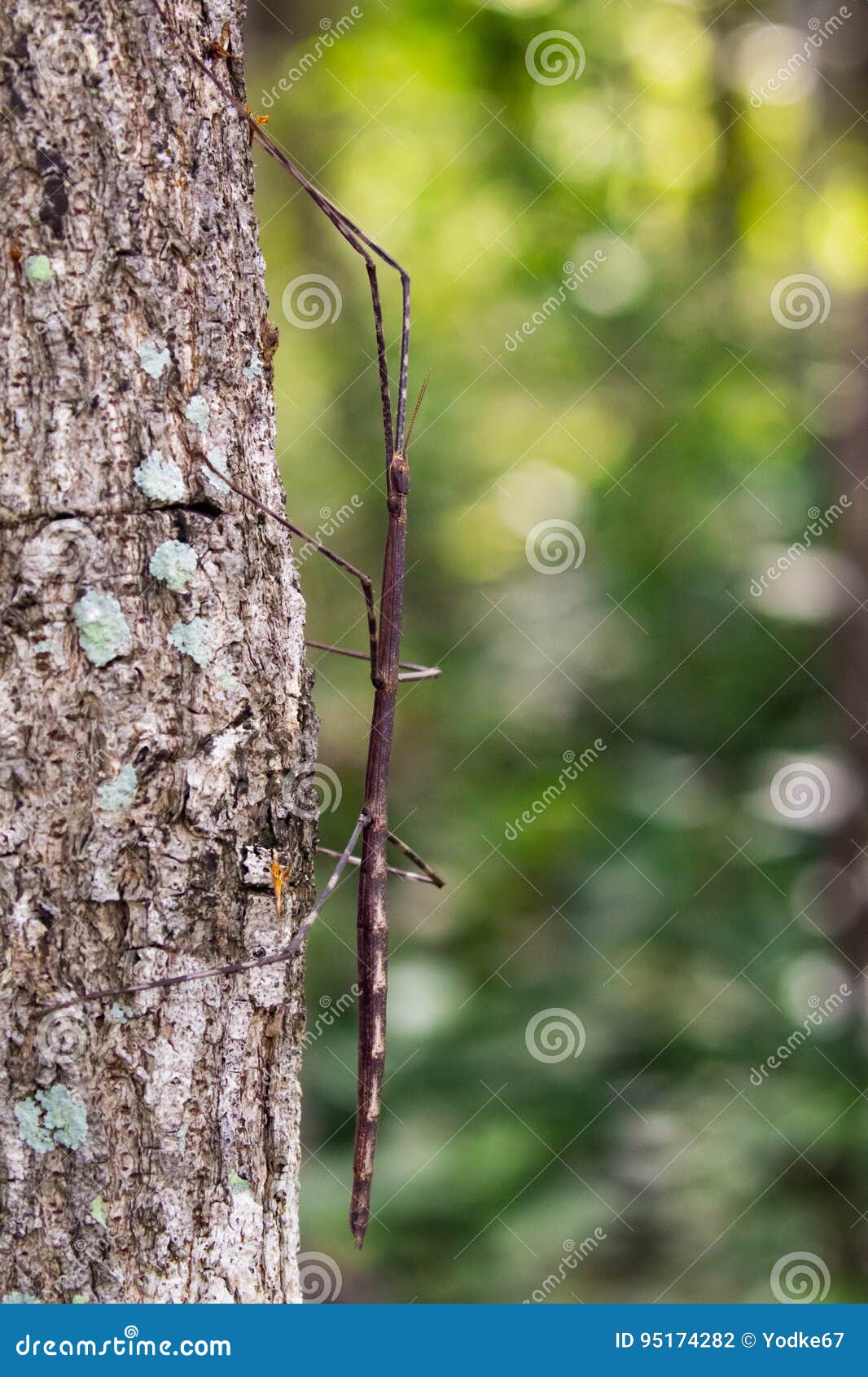 Siam Giant Stick Insect Tirachoidea Siamensis Royalty-Free Stock Photo ...