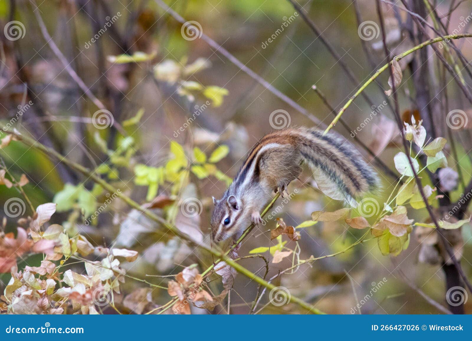 Image of a Siberian Chipmunk Standing on the Branch of a Tree in the ...