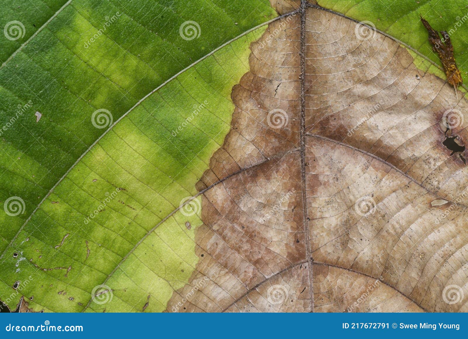 Sick Leafs and it`s Infection. Stock Image - Image of agriculture, dirt ...